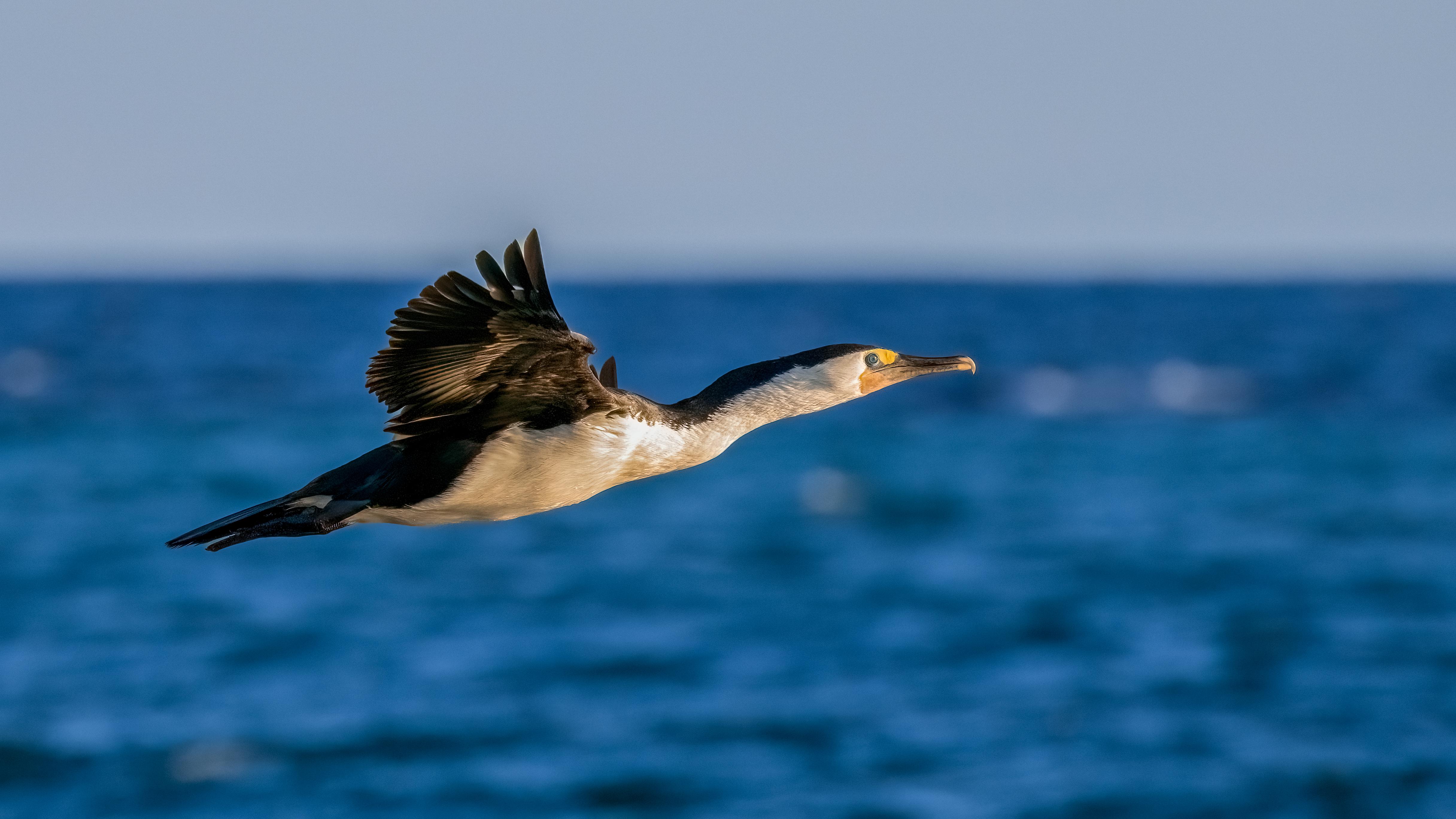 Pied Cormorant in Flight | Scrolller