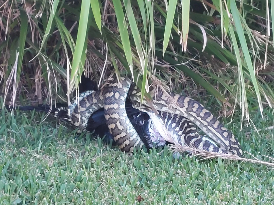 Snake eating a crow! Just another day down under! | Scrolller