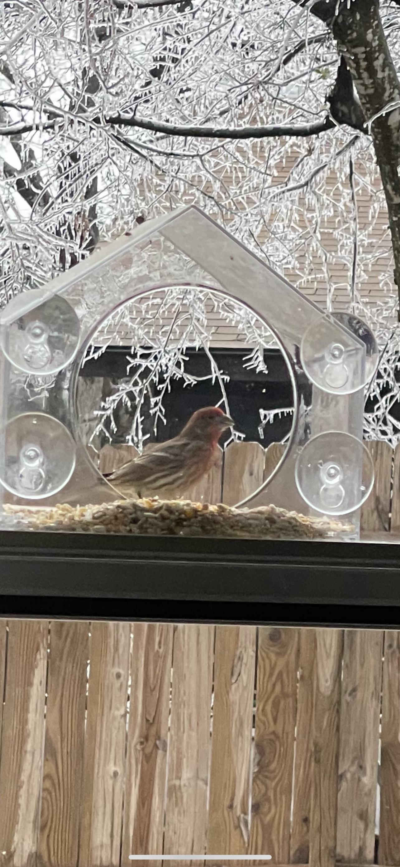 Birdo ID request | Scrolller