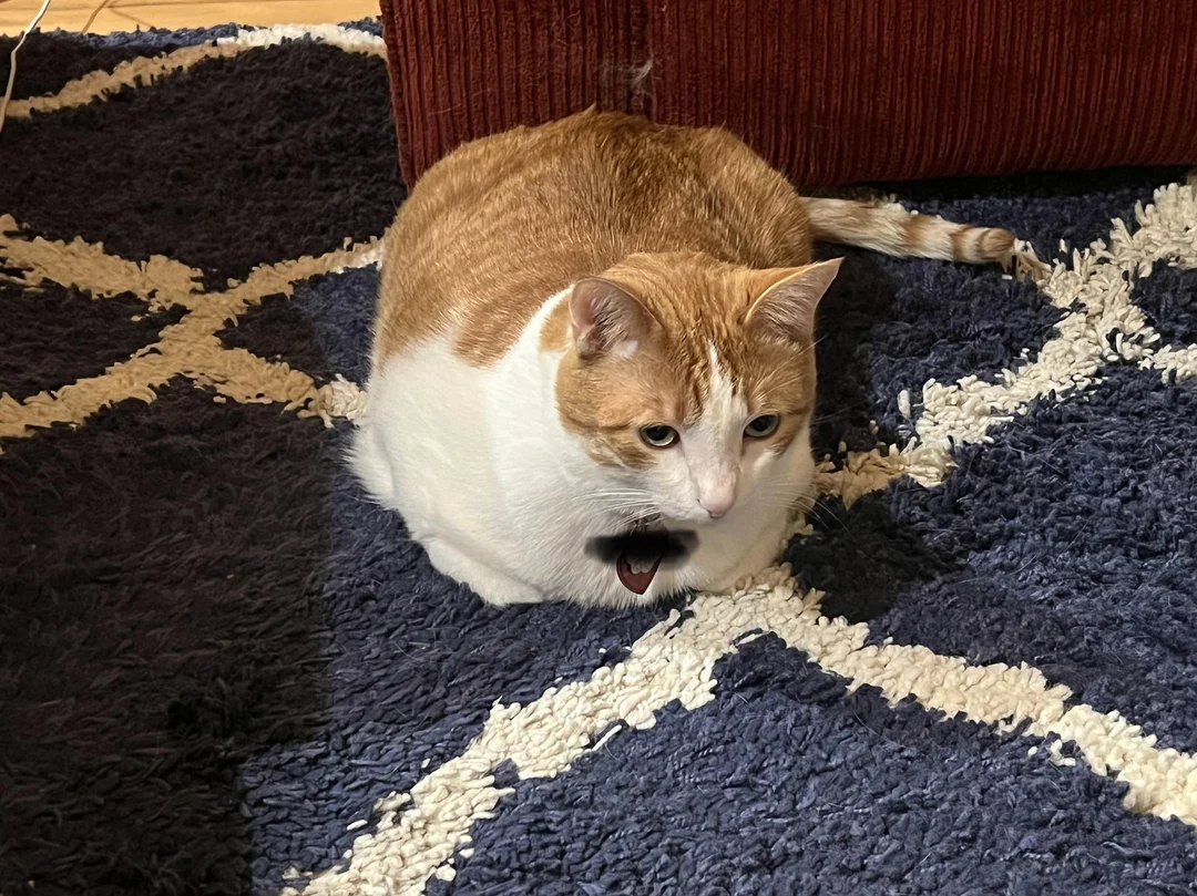 Giant loaf | Scrolller