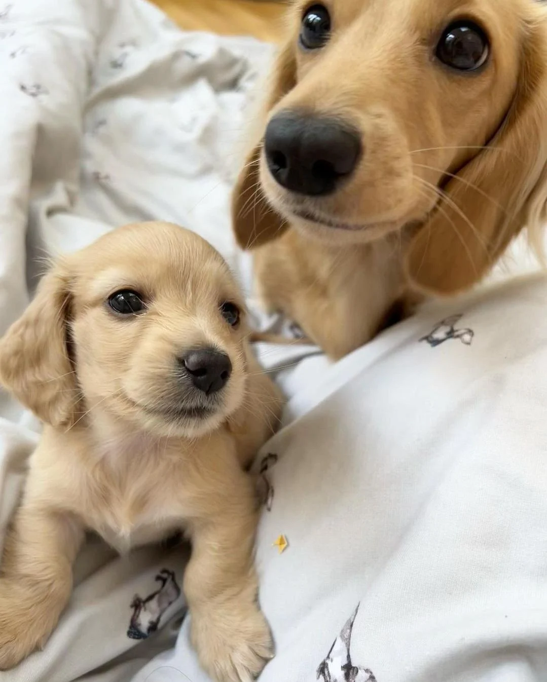 Siblings! | Scrolller