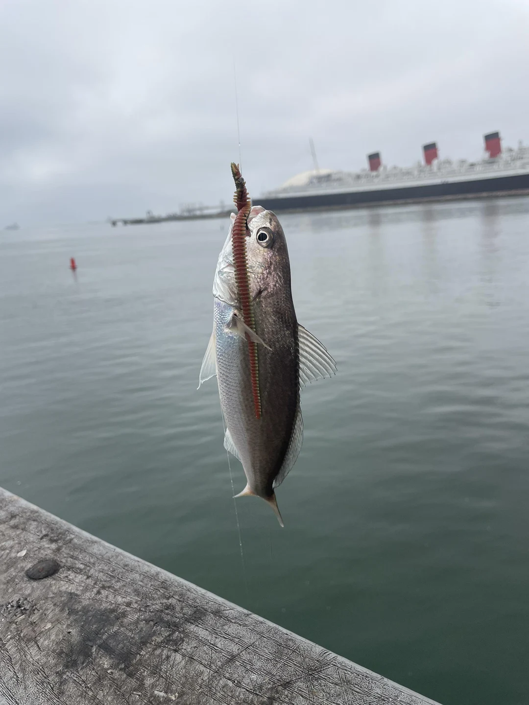 Identification | Scrolller