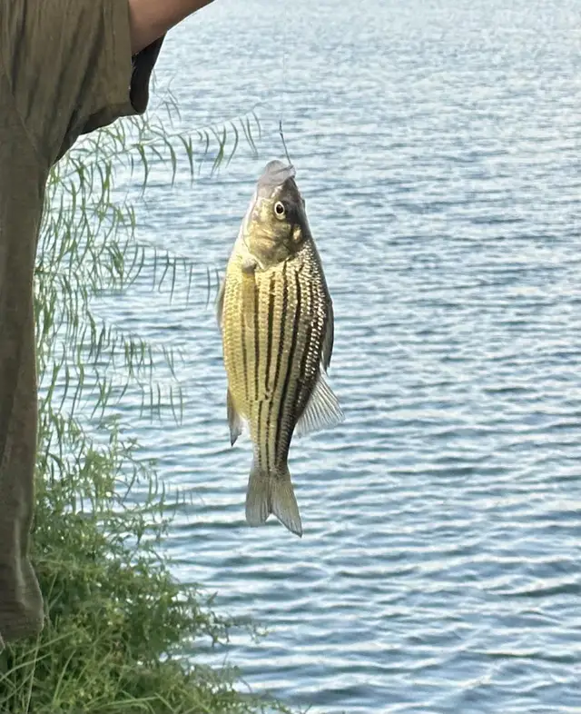 Help ID fish. | Scrolller