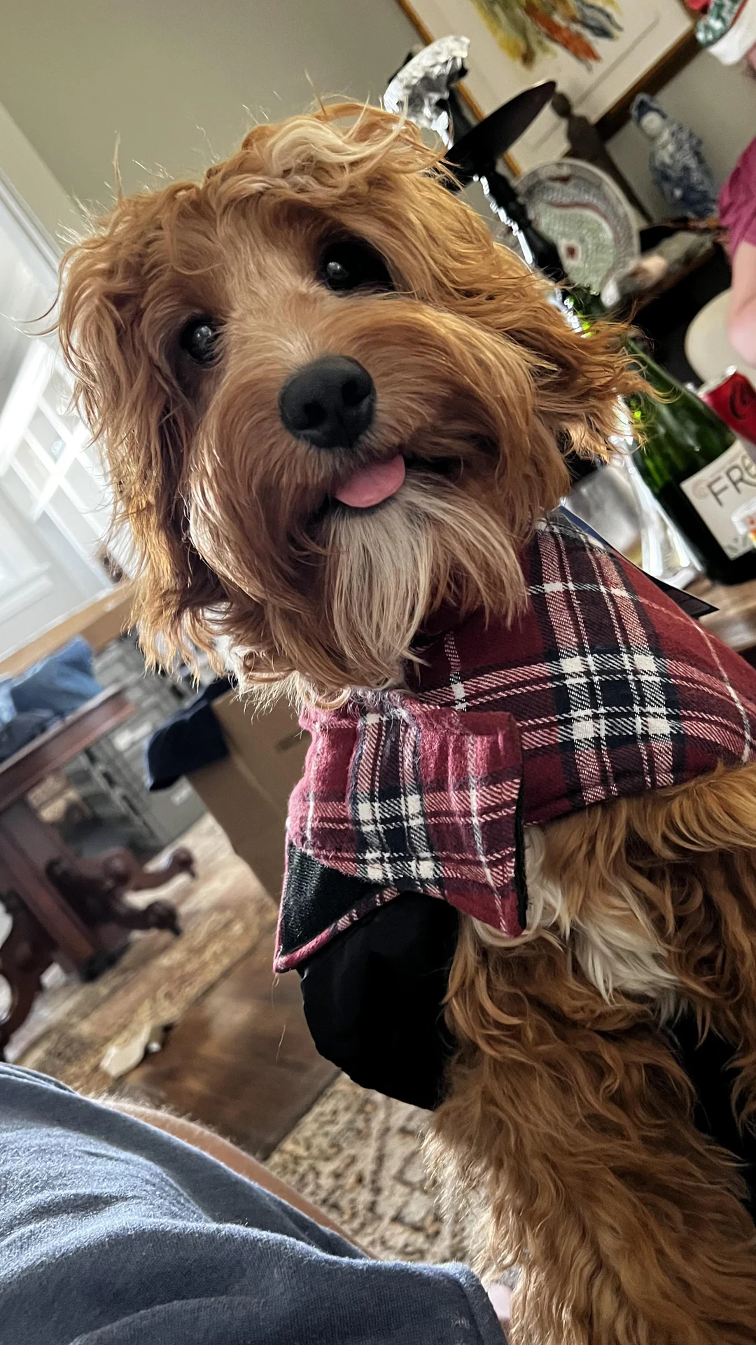 Henry aka ‘Mr. Pant’ | Scrolller