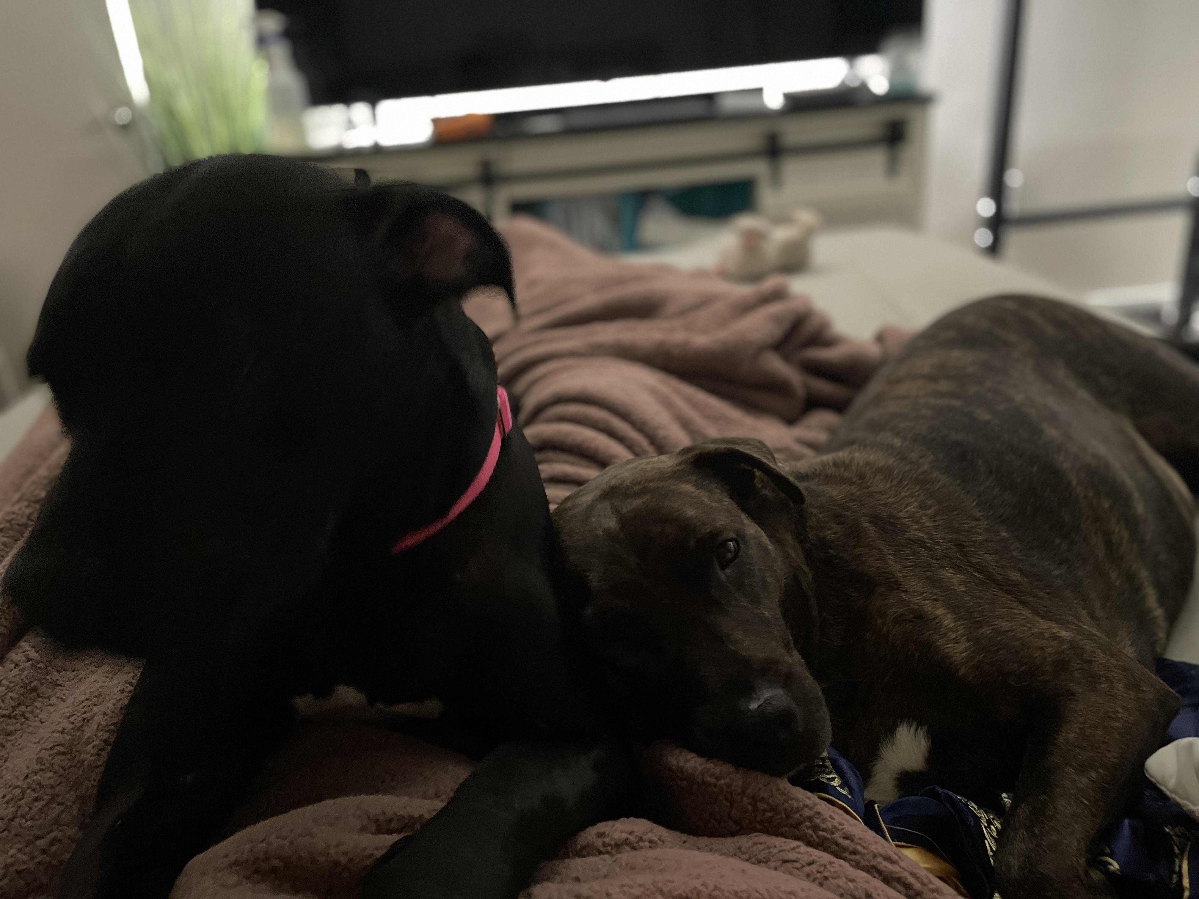 Cuddling pitties | Scrolller