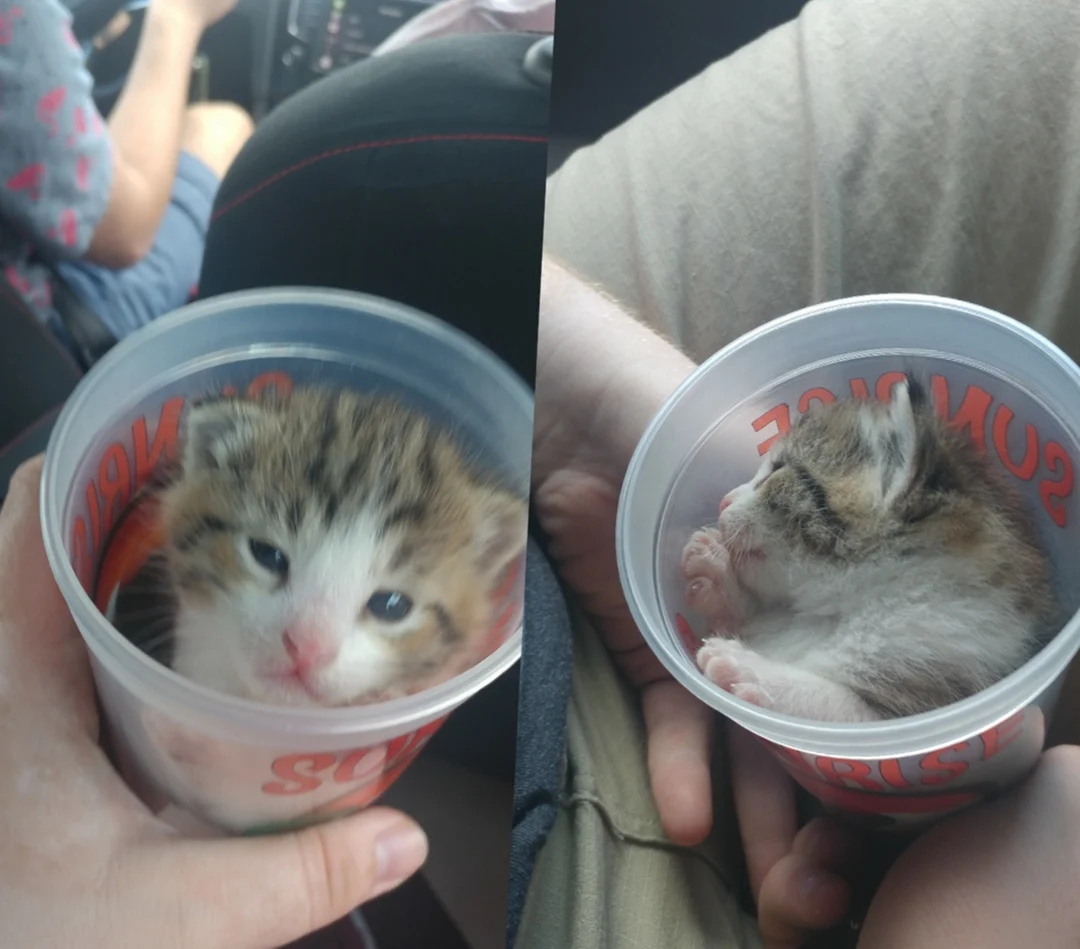 Meet Biscuits, he LOVES his cup. | Scrolller