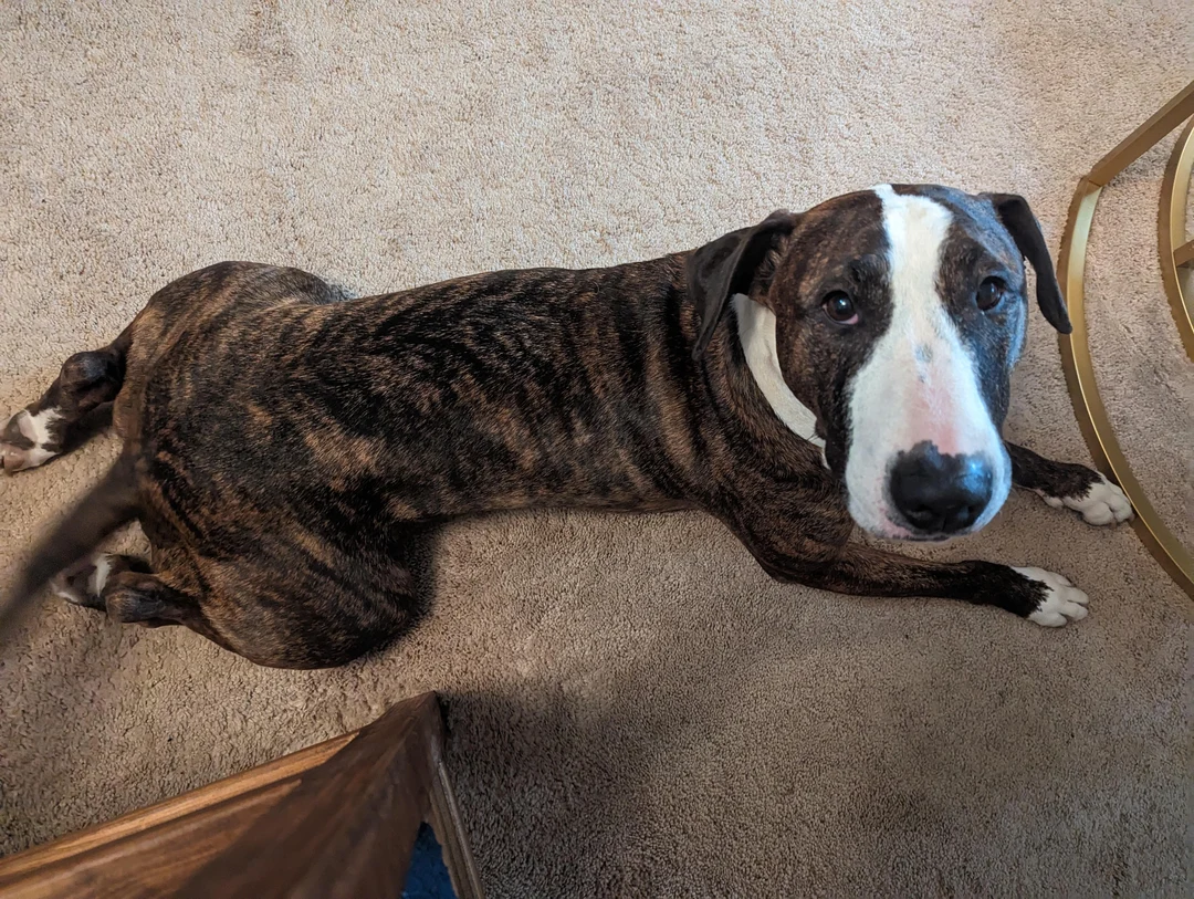 Finally got a snap of the sploot! | Scrolller