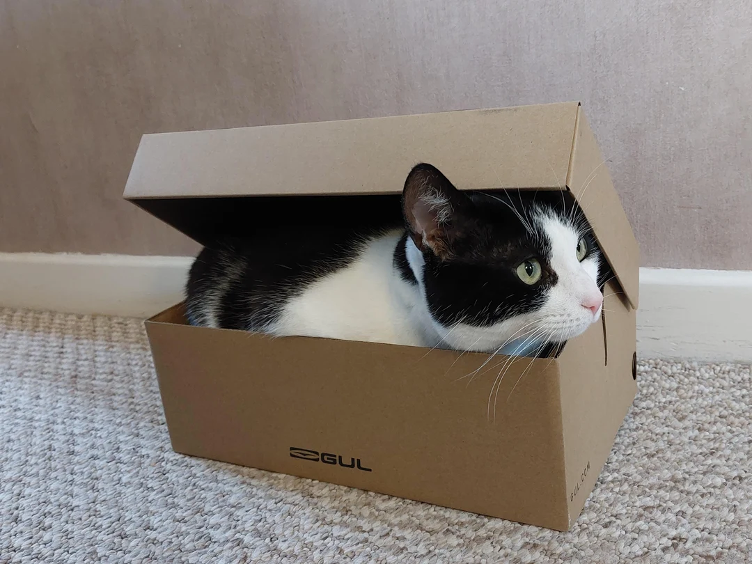 Jessie + Box = Obvious outcome. | Scrolller