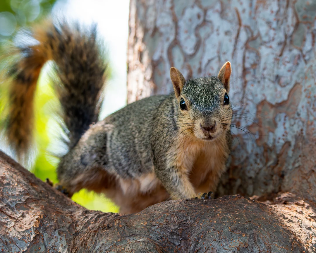 Midday Mother Squirrel | Scrolller