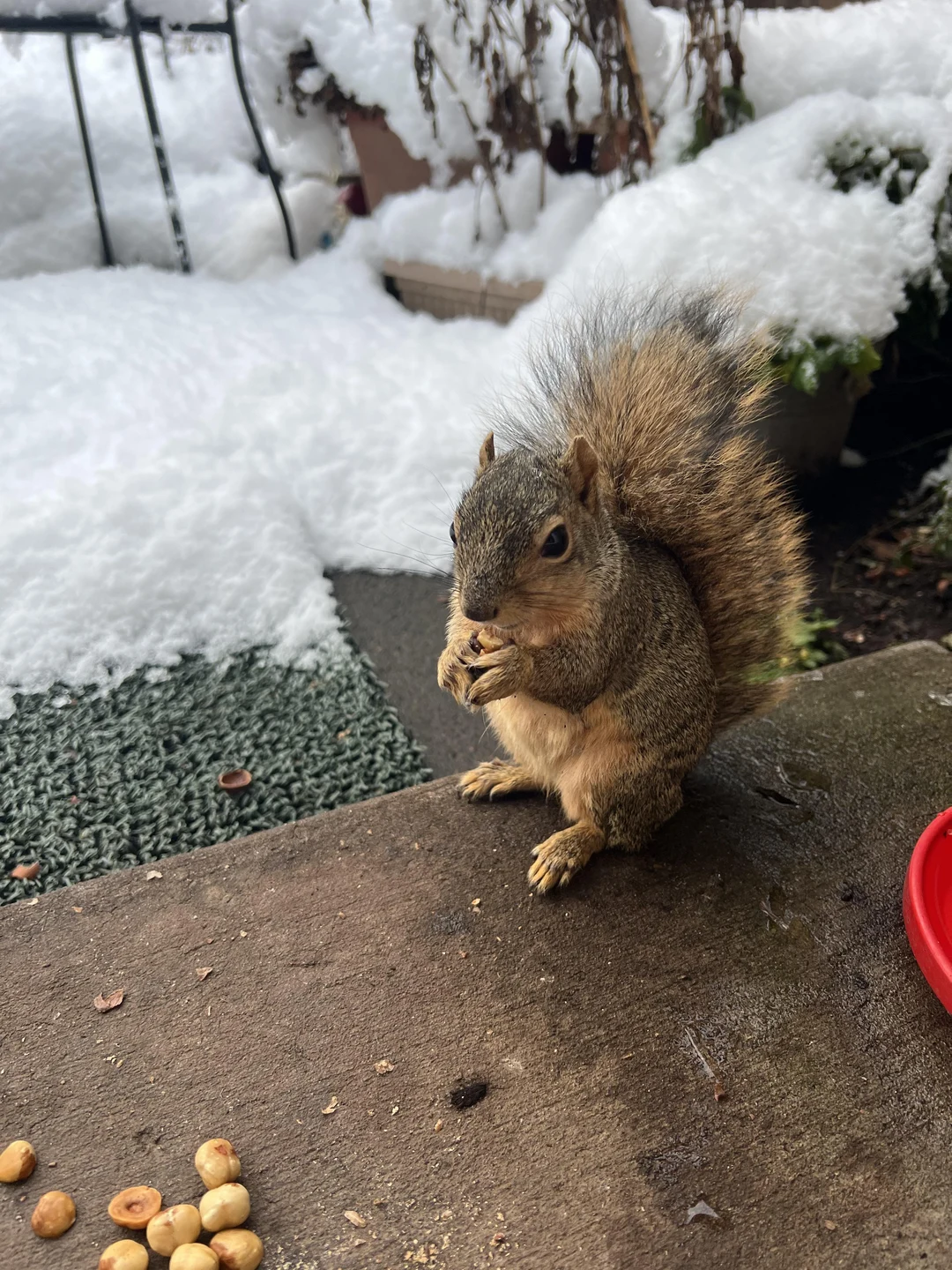 My favorite mama squirrel for Squirrel Appreciation Day! | Scrolller