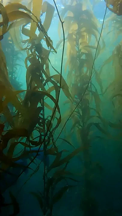 Cruising through a shallow kelp forest | Scrolller