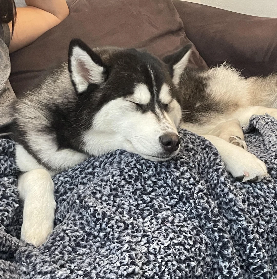 sleepy gal (husky samoyed) | Scrolller