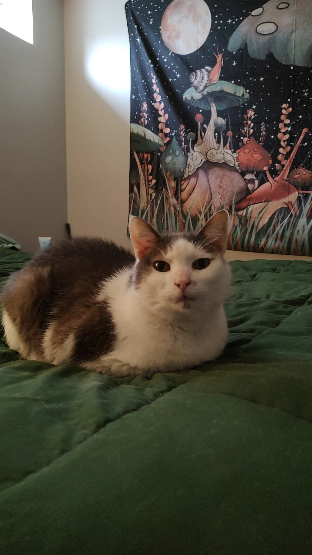 13 yr old Kitty has 10/10 loaf | Scrolller