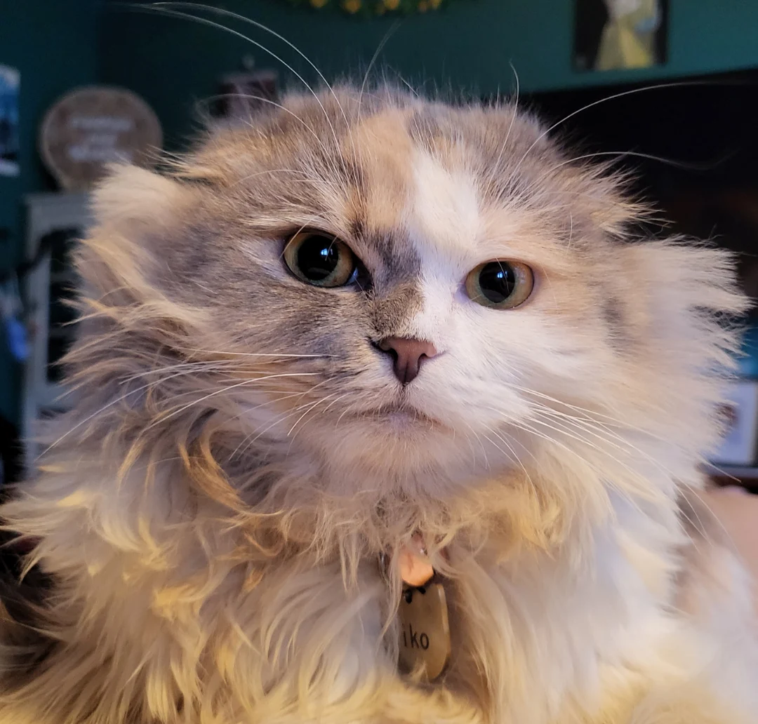 Floofy girl! | Scrolller