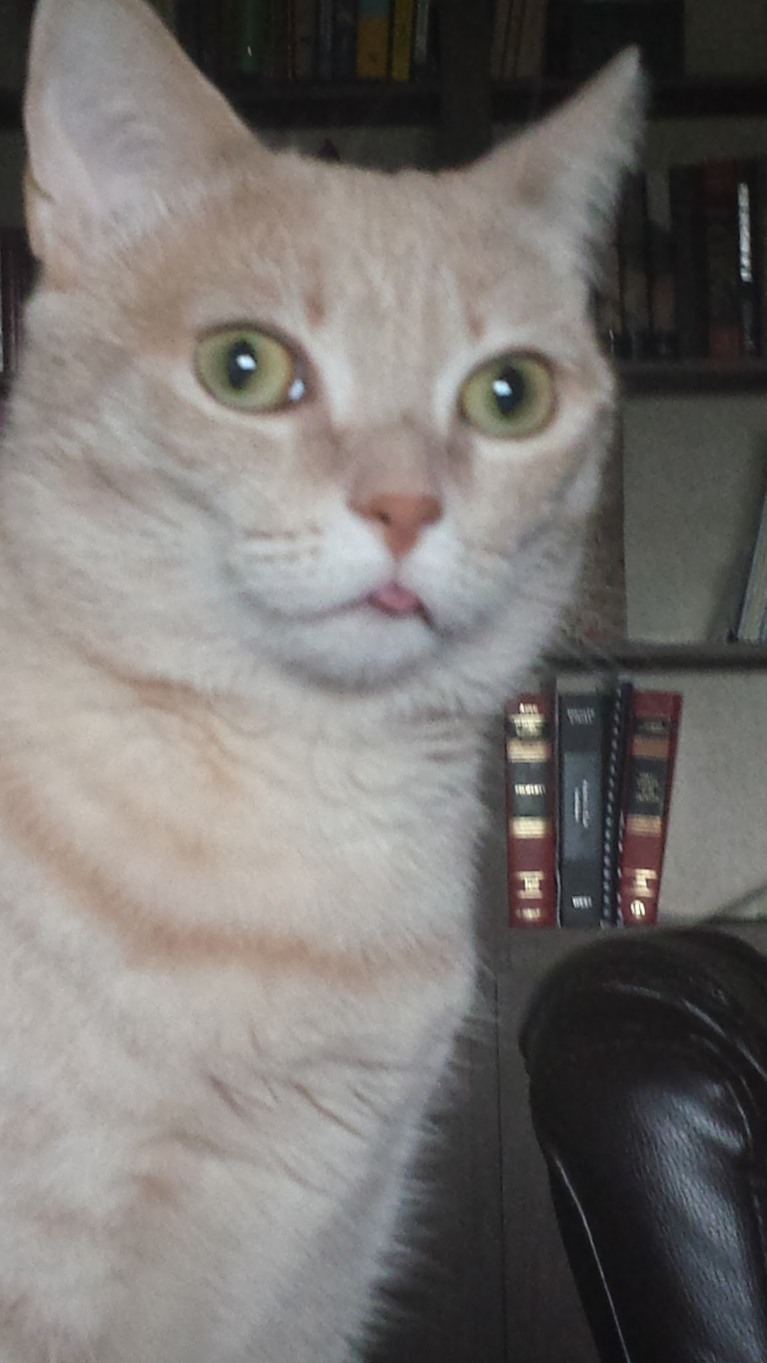 An old blep but a good blep | Scrolller