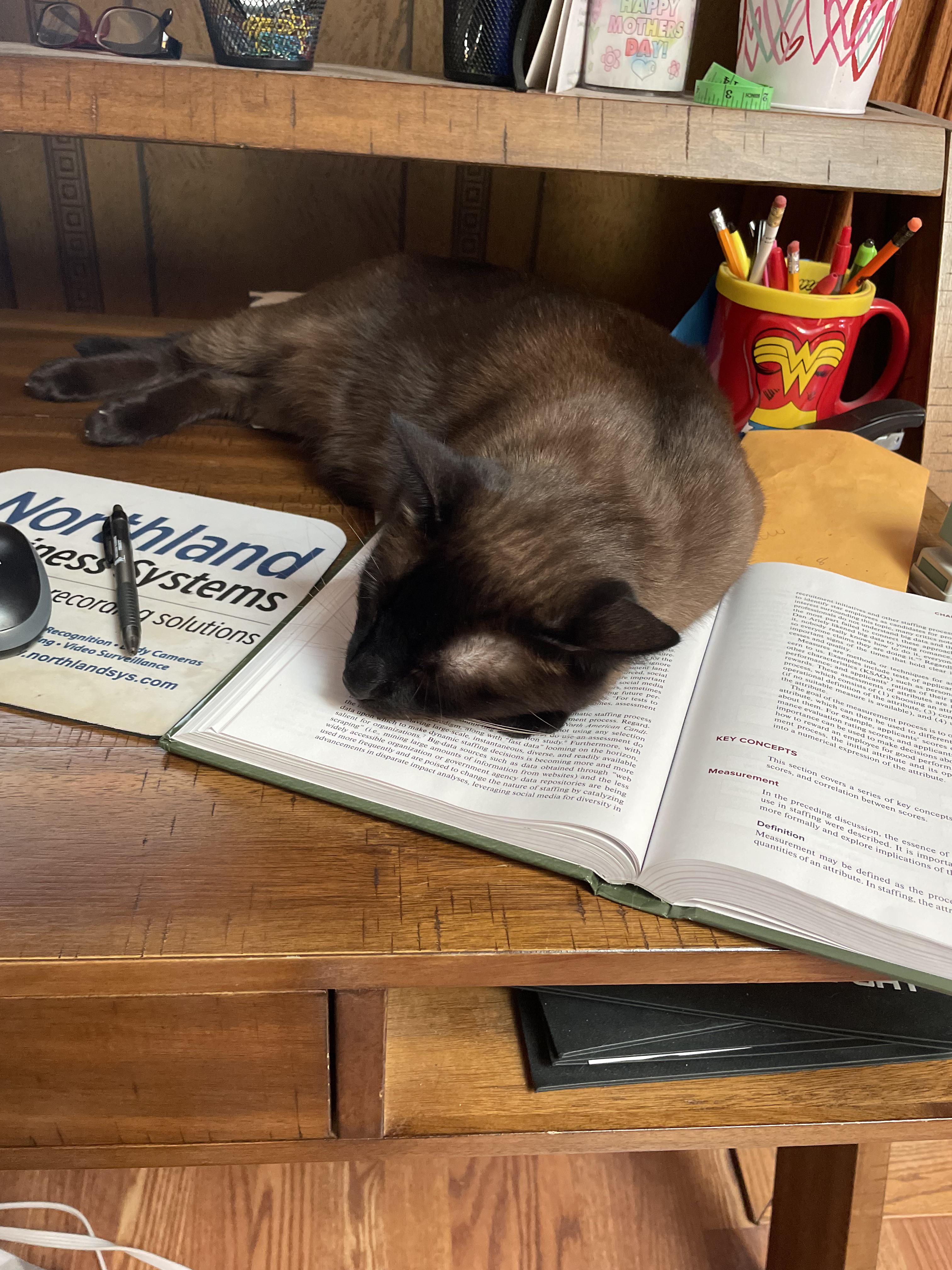 My cat was helping my mom with her homework | Scrolller