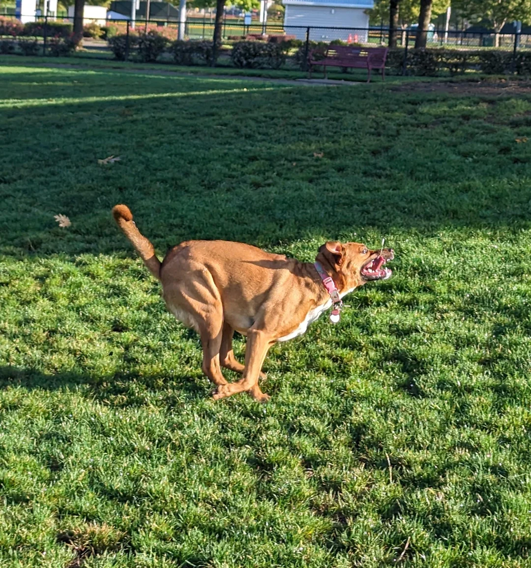 Derp at full gallop | Scrolller