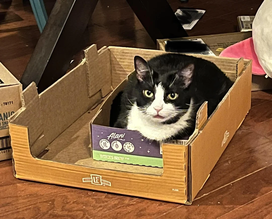 Double cat trap | Scrolller
