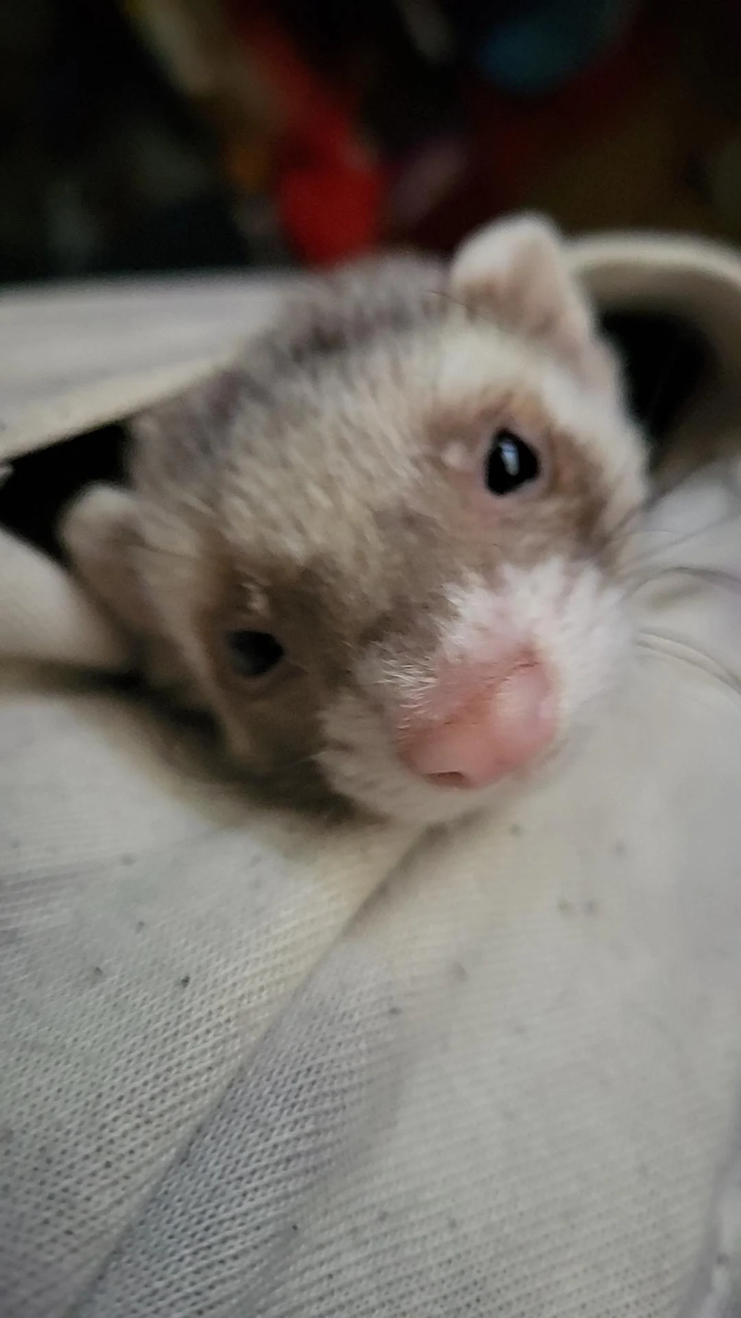 The ferret pocket | Scrolller