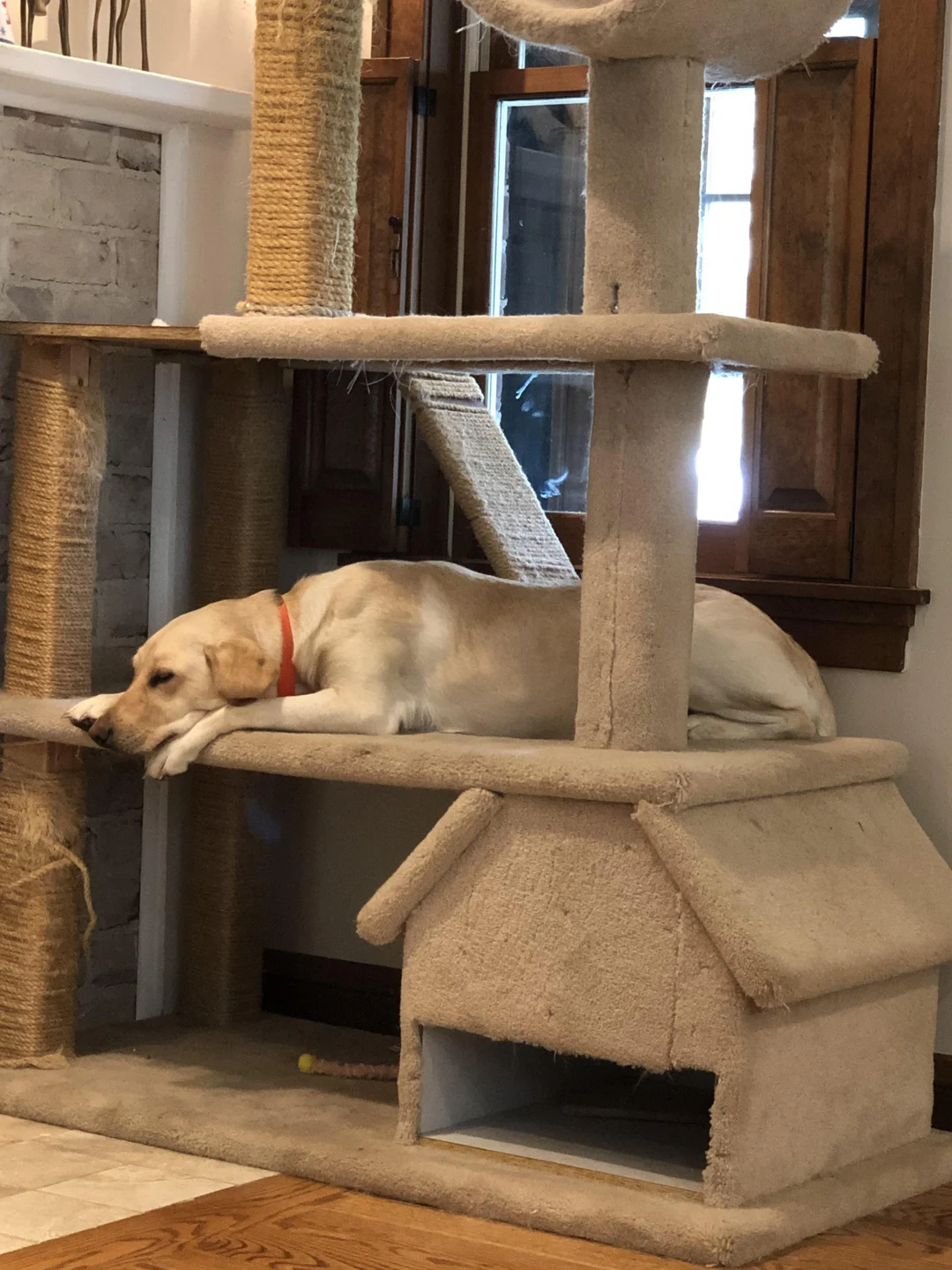 Discover more like WhatsWrongWithYourDog: Identity crisis! and Related Content | Scrolller