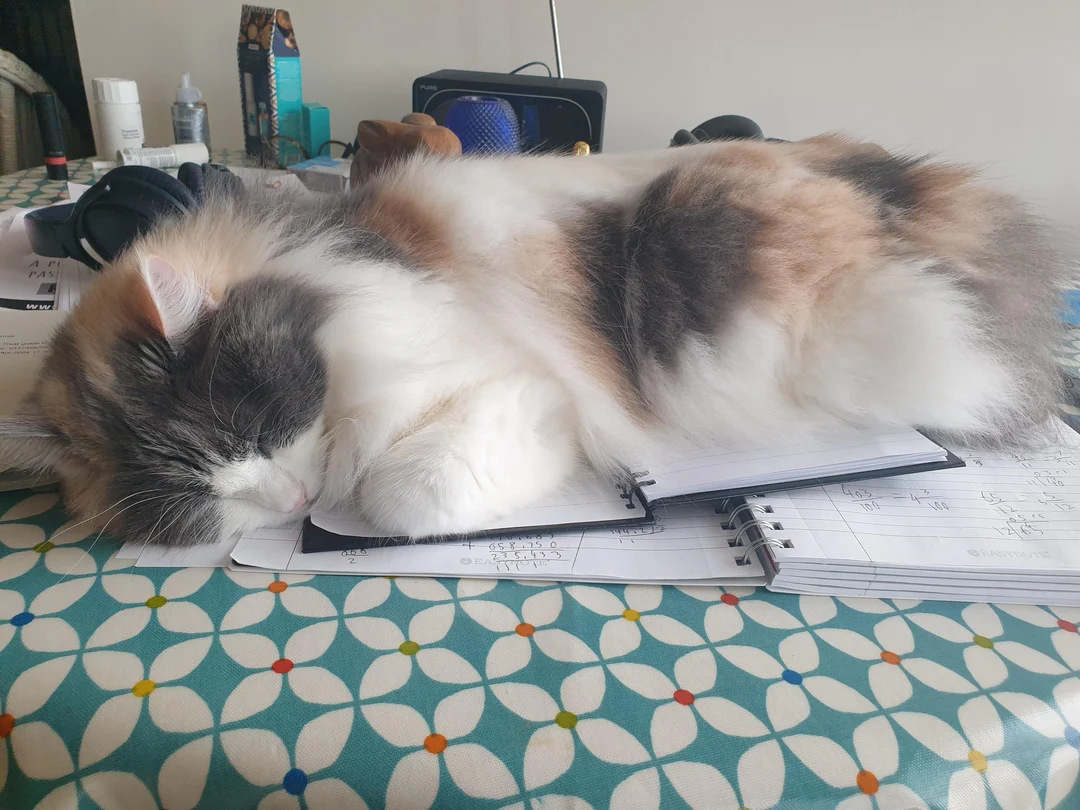 Floof sleepin on my work | Scrolller