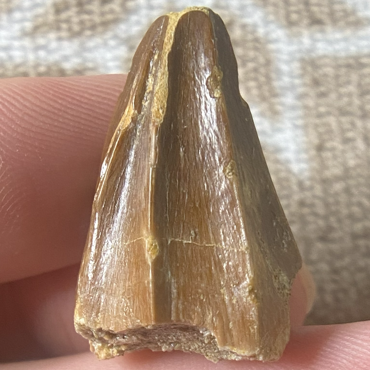 Stelladens mysteriosus Mosasaur Tooth - Couche III; Oued Zem, Morocco | Scrolller