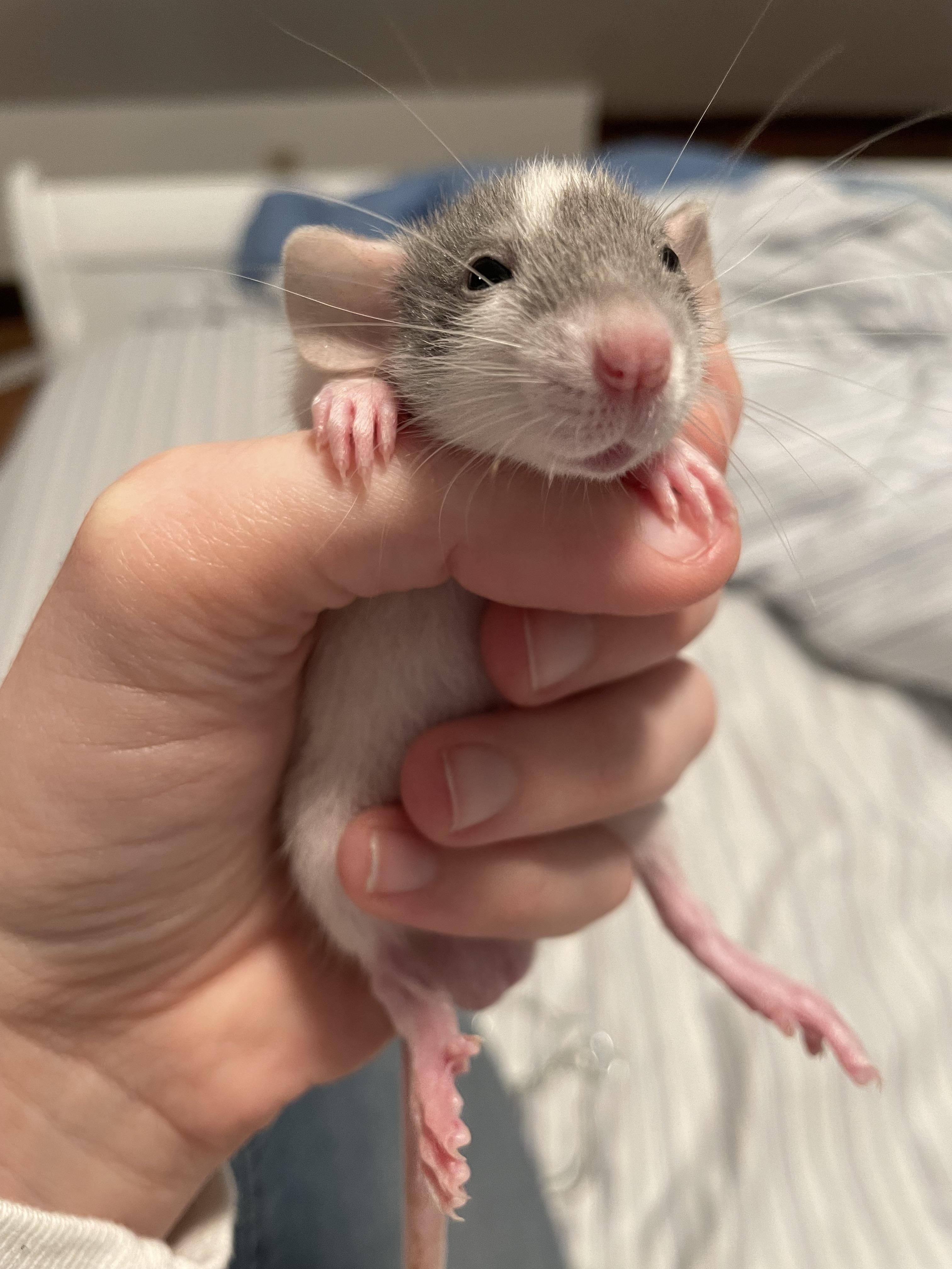 Tiny baby. Big ears. | Scrolller