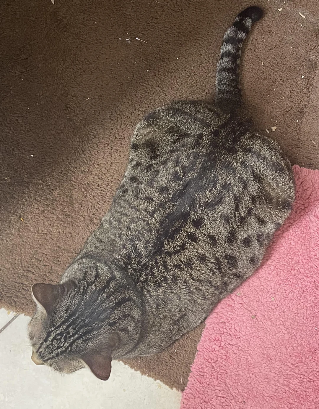 Guardian Loaf by Lux | Scrolller