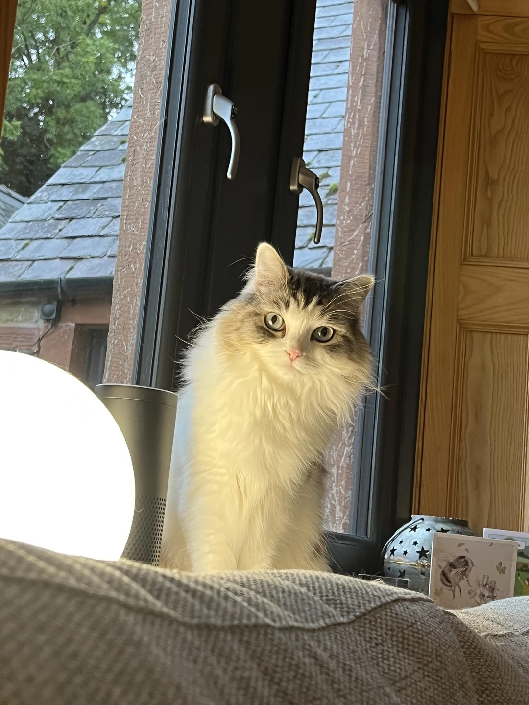 Bentley In The Window Scrolller