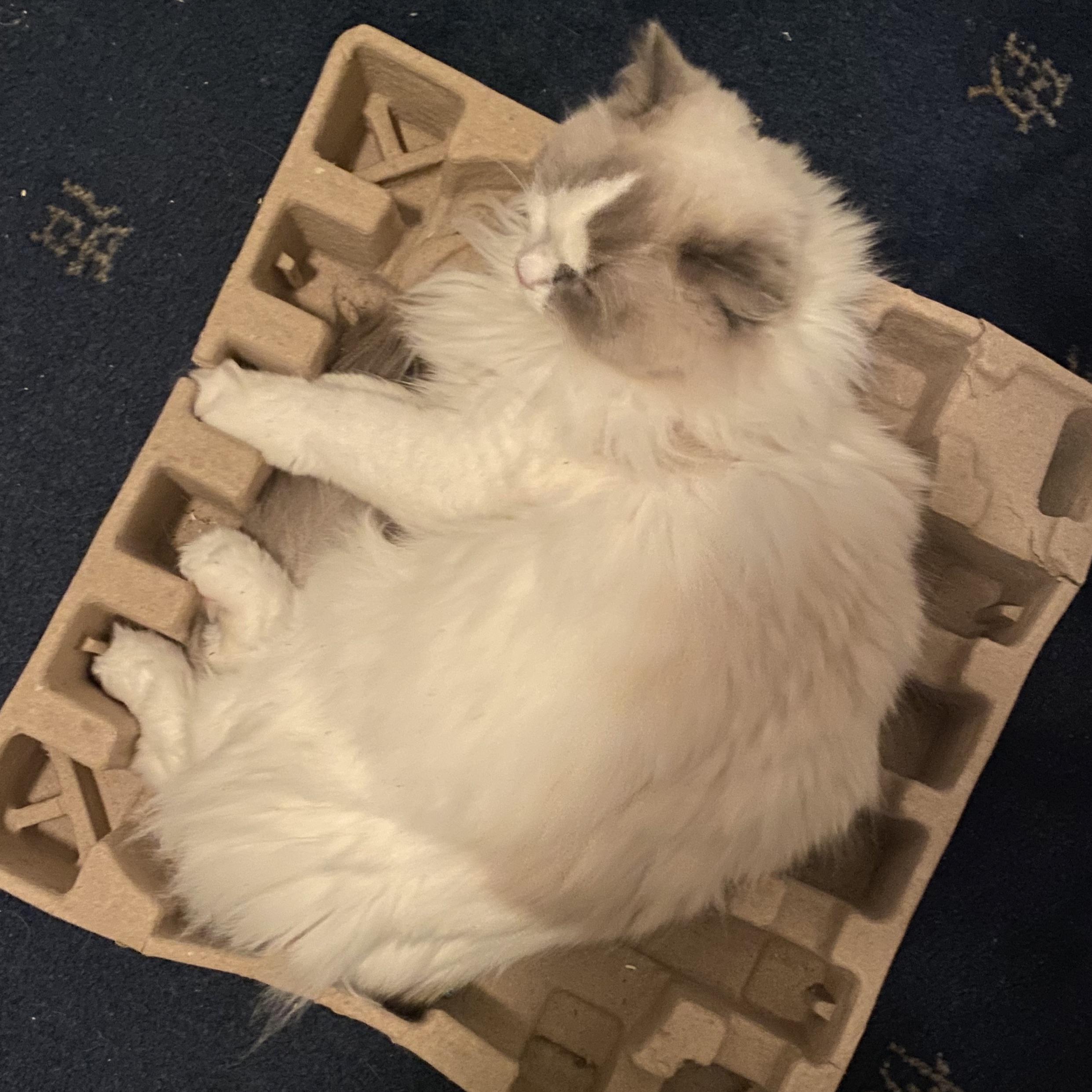 Perfectly packaged kitty. | Scrolller