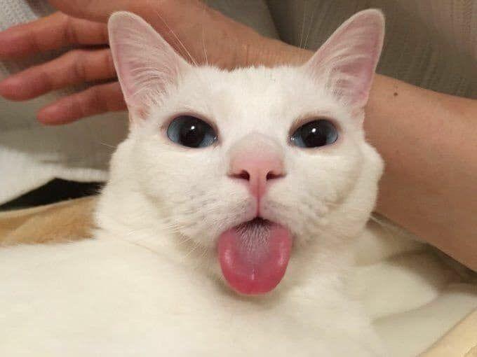 This is a big blep from this cute thing 🥹🥹👁️👅👁️ | Scrolller