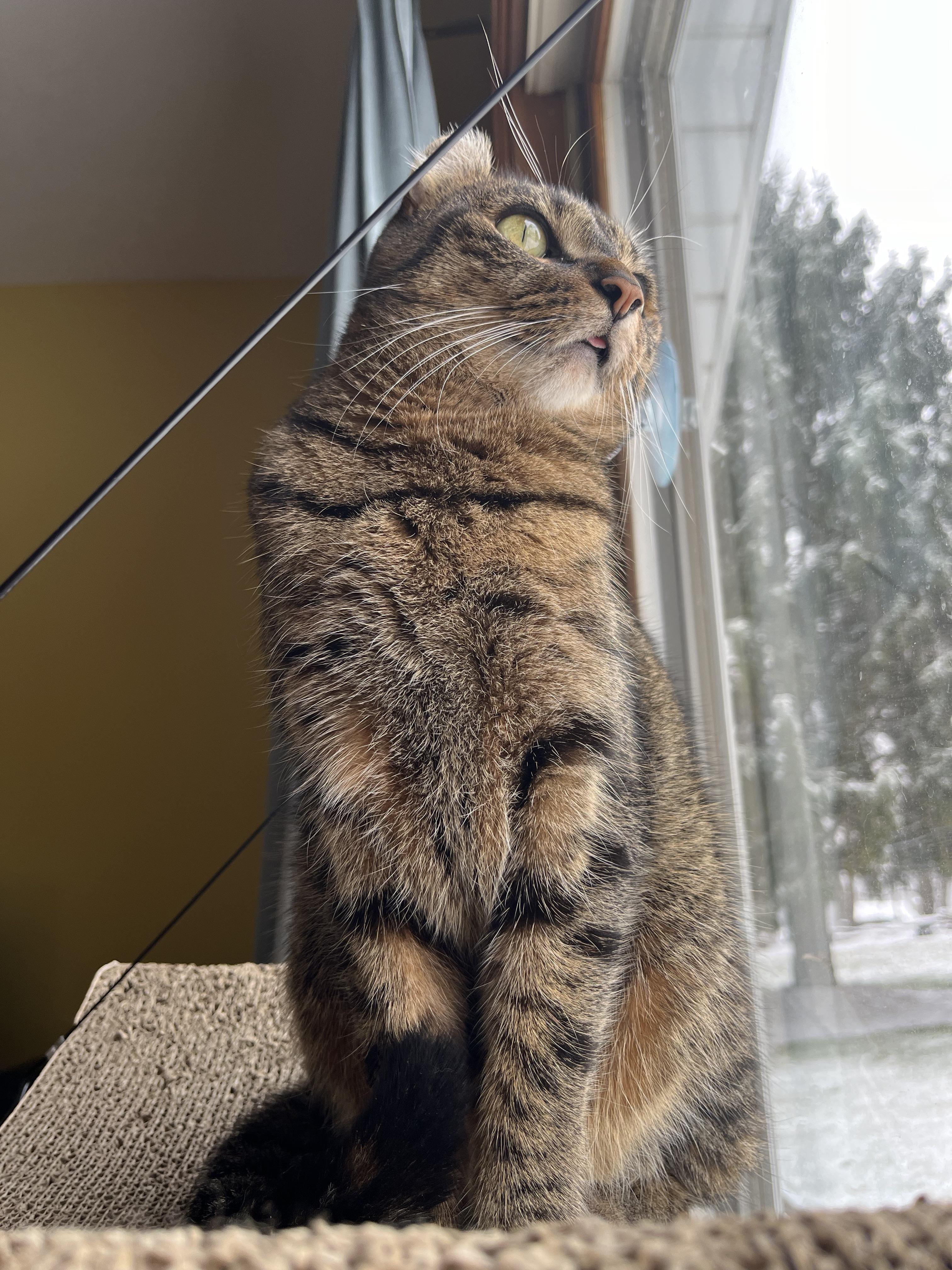 Always has a little blep | Scrolller