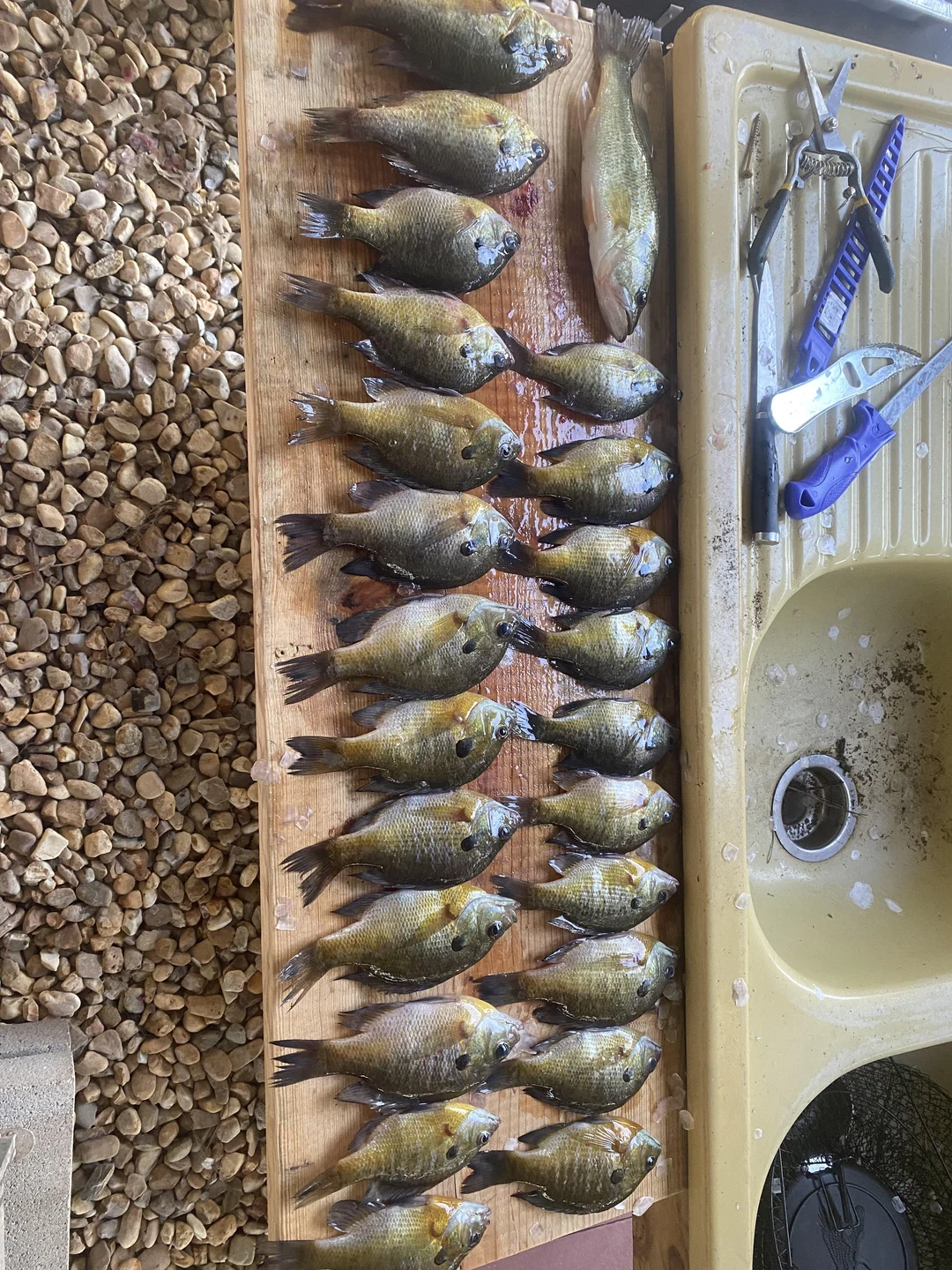 Damn fine day of fishing | Scrolller