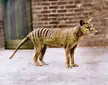 A Tasmanian Tiger before they went extinct in 1936. Colourized History | Scrolller