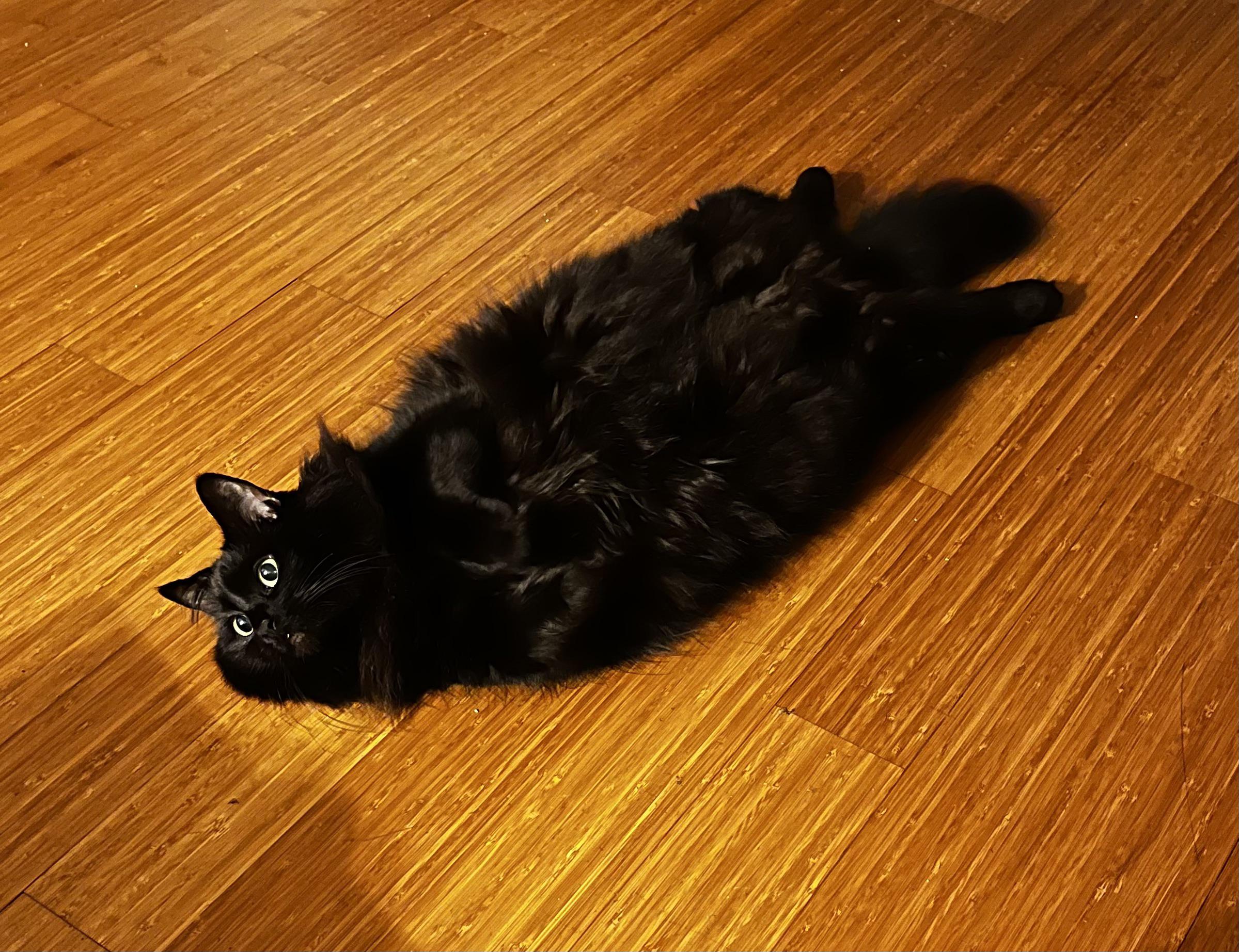 Sploot void | Scrolller