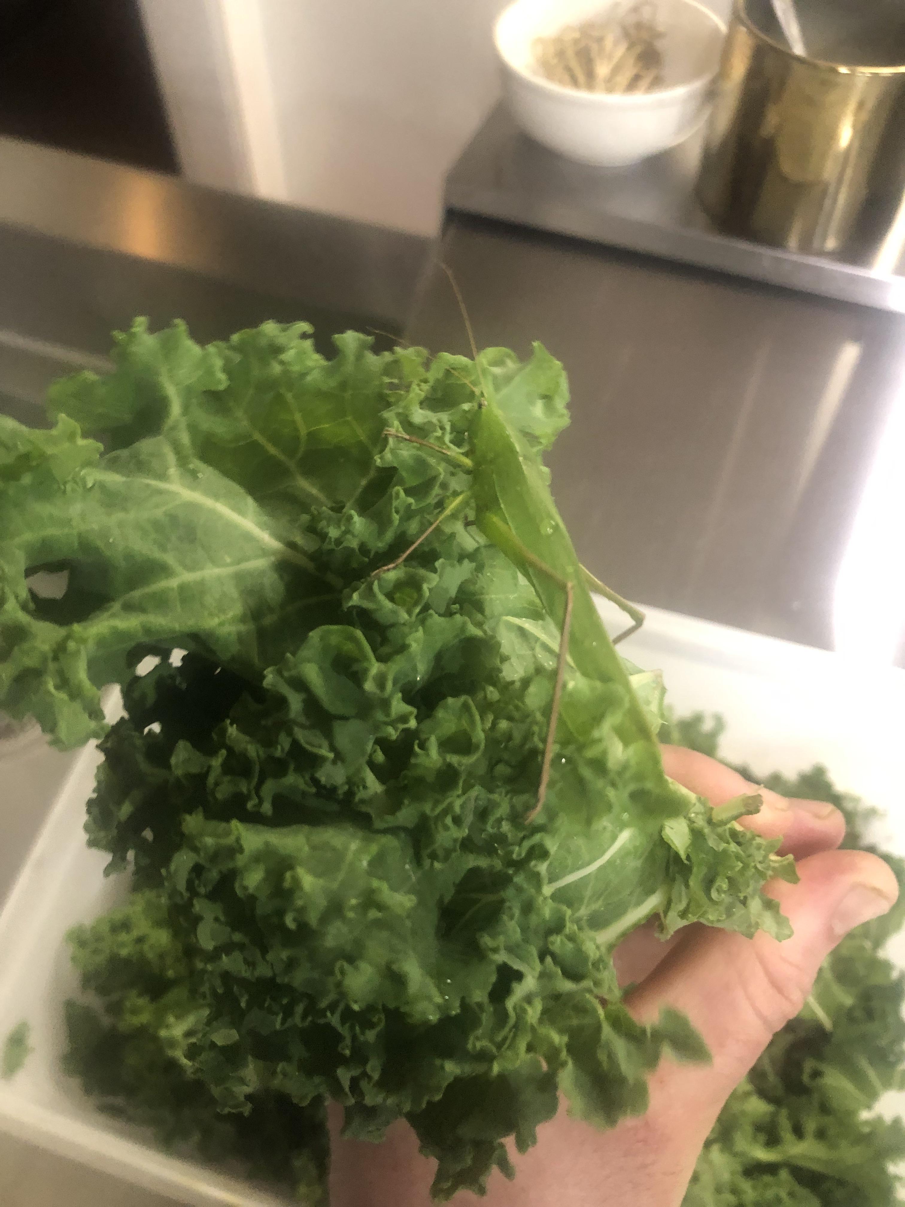 There’s a katydid in my kale | Scrolller