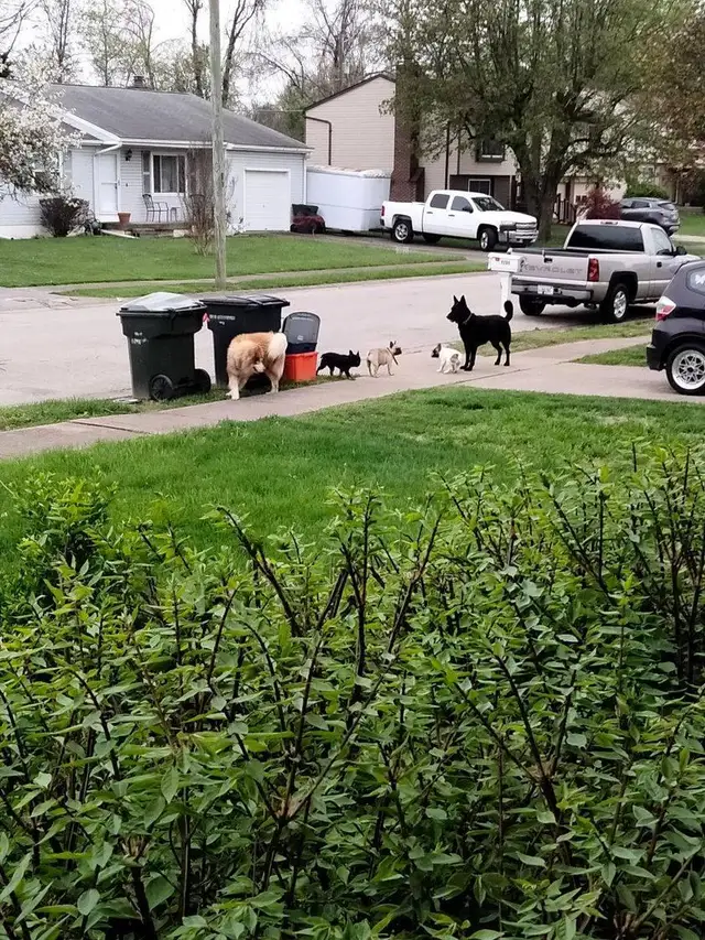 Literally running with the big dogs | Scrolller