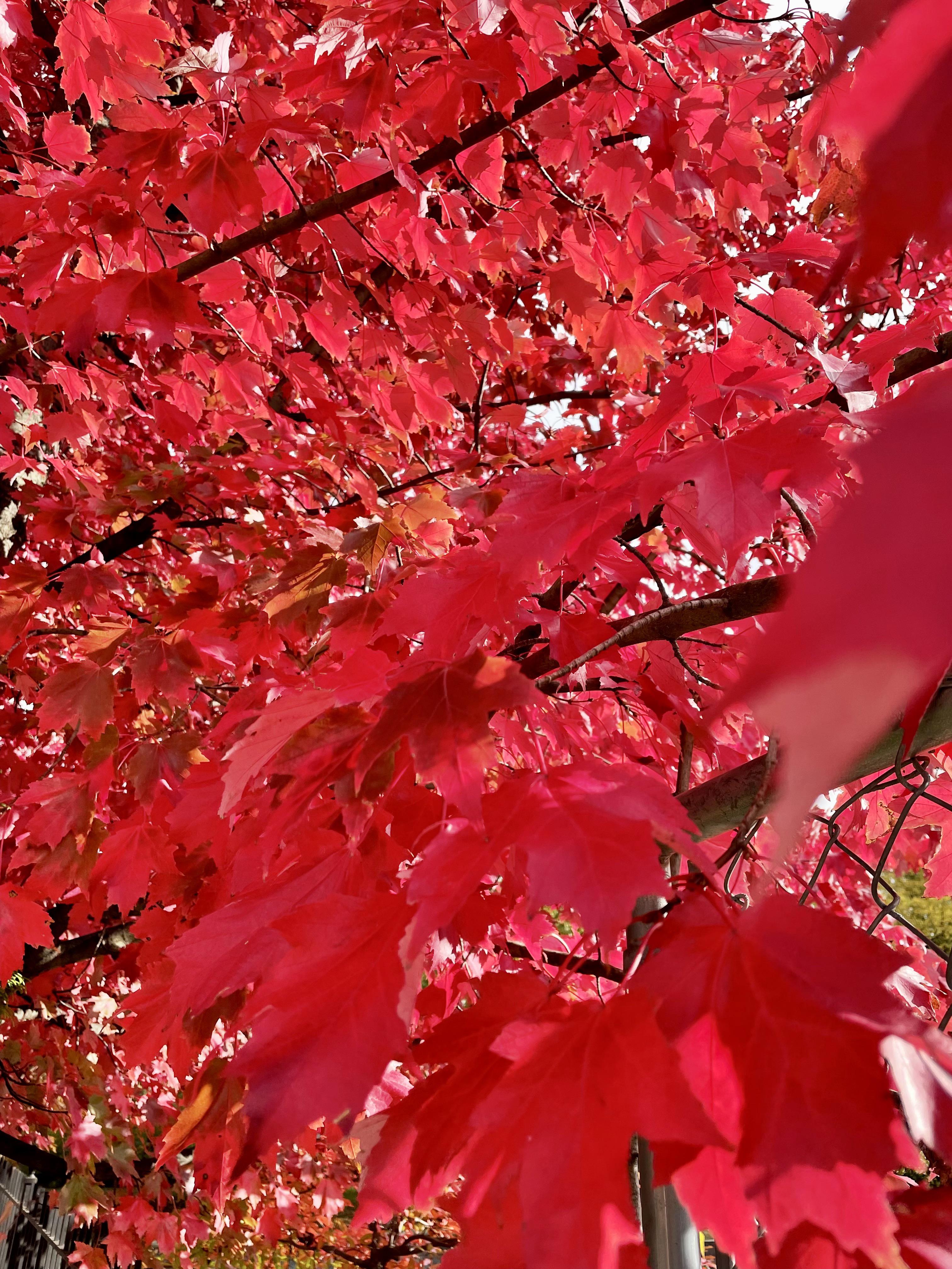 Beauty of the fall | Scrolller