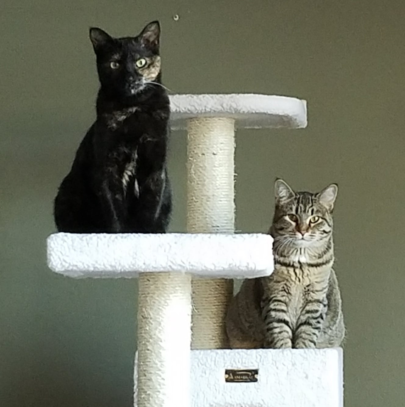 Pixie and Basil sitting pretty | Scrolller