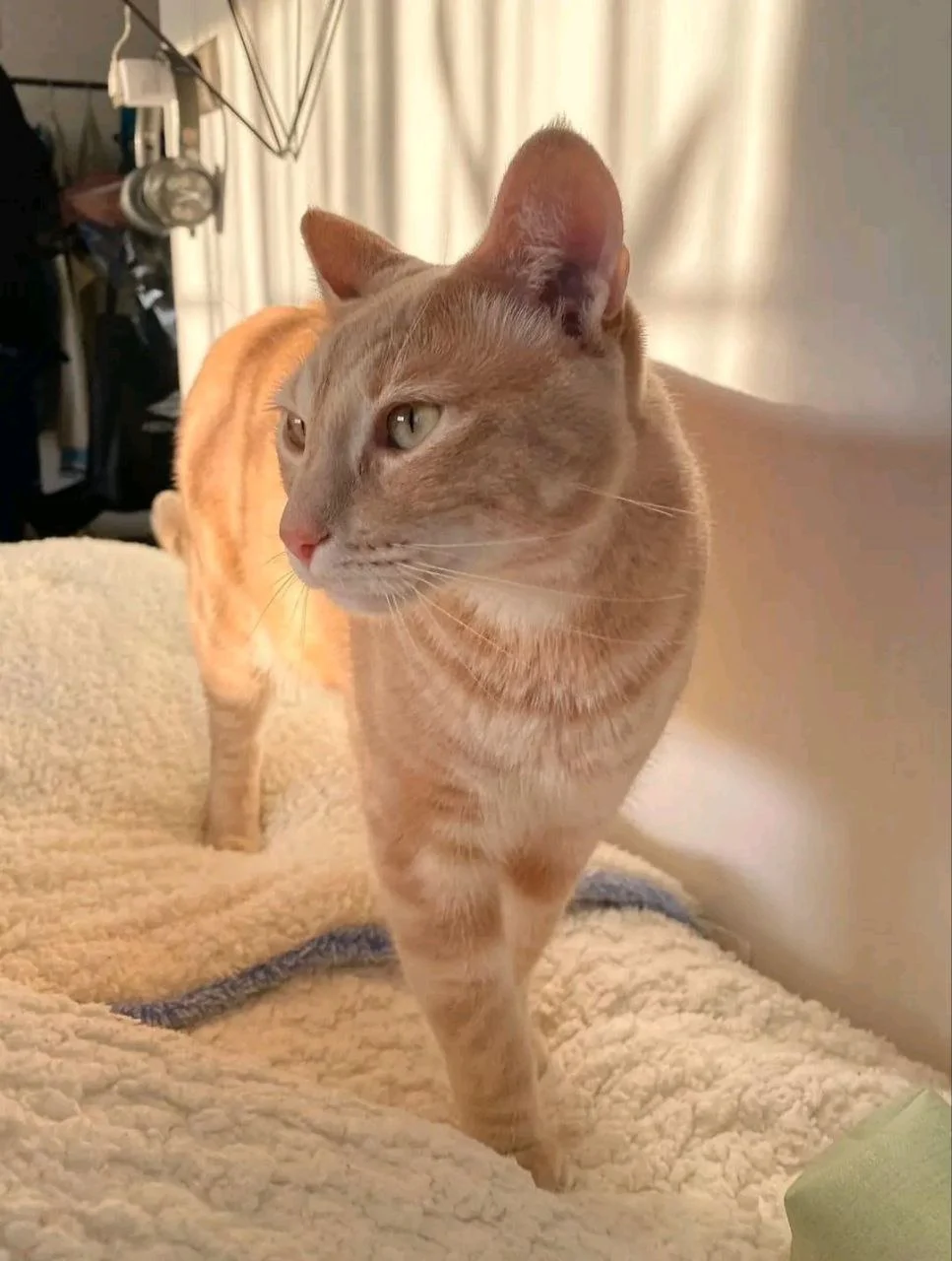 My beauty does not match that of my human | Scrolller