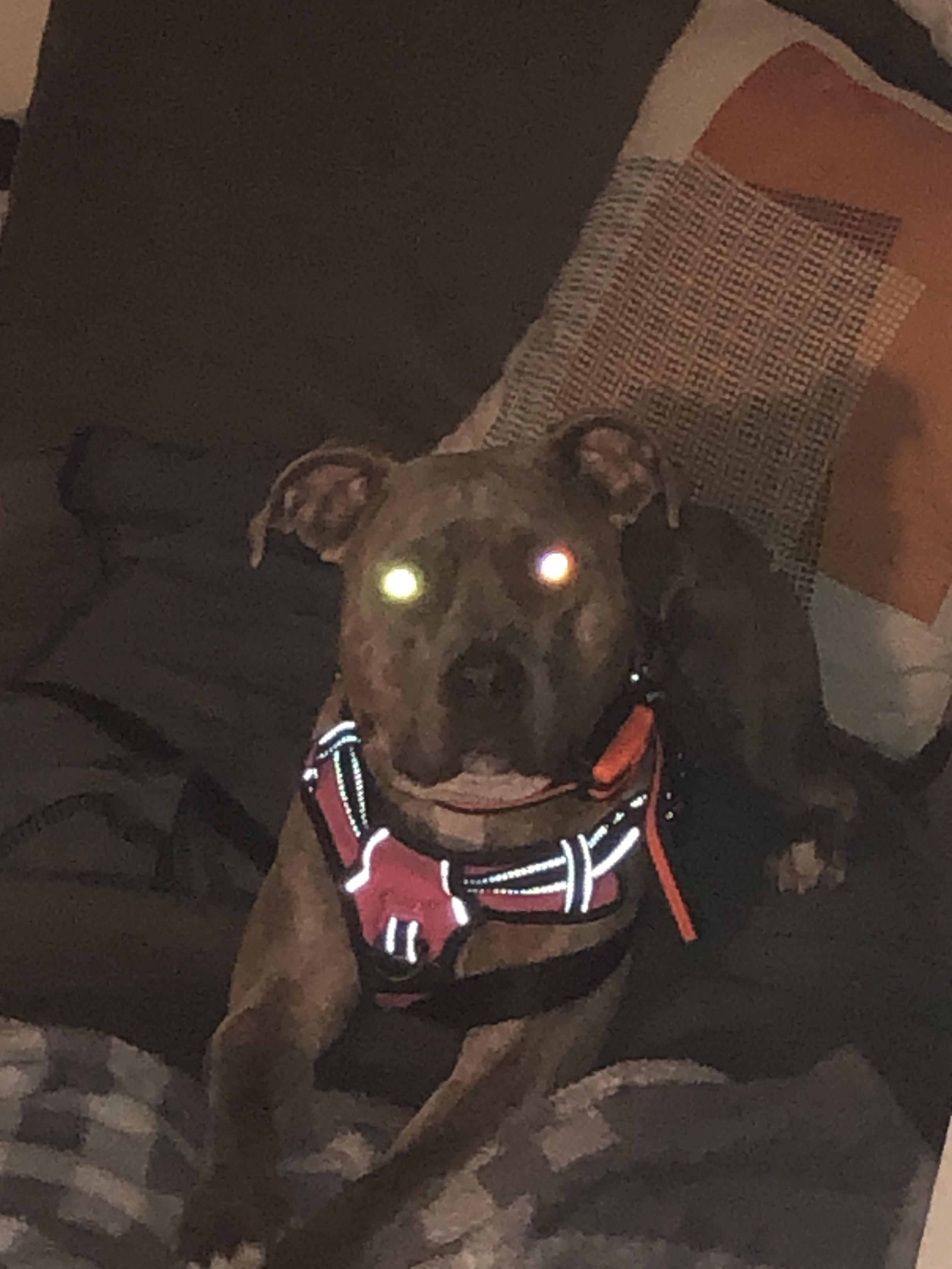 Laser eyes | Scrolller