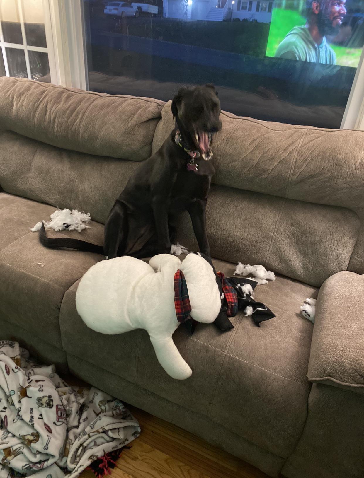 PsBattle: My dog screaming after getting caught | Scrolller