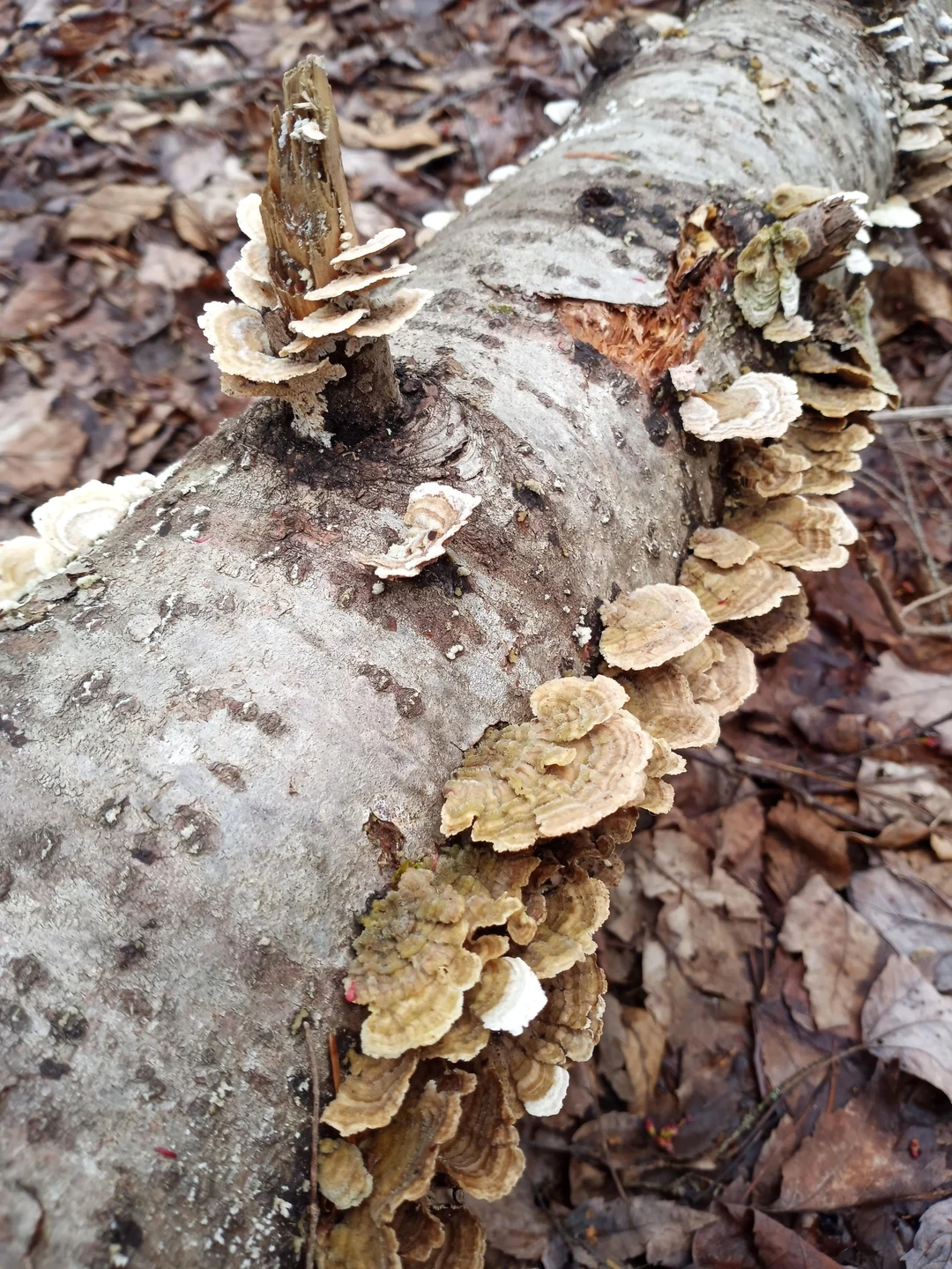 some of many beautiful shrooms in the White Mountains, NH | Scrolller