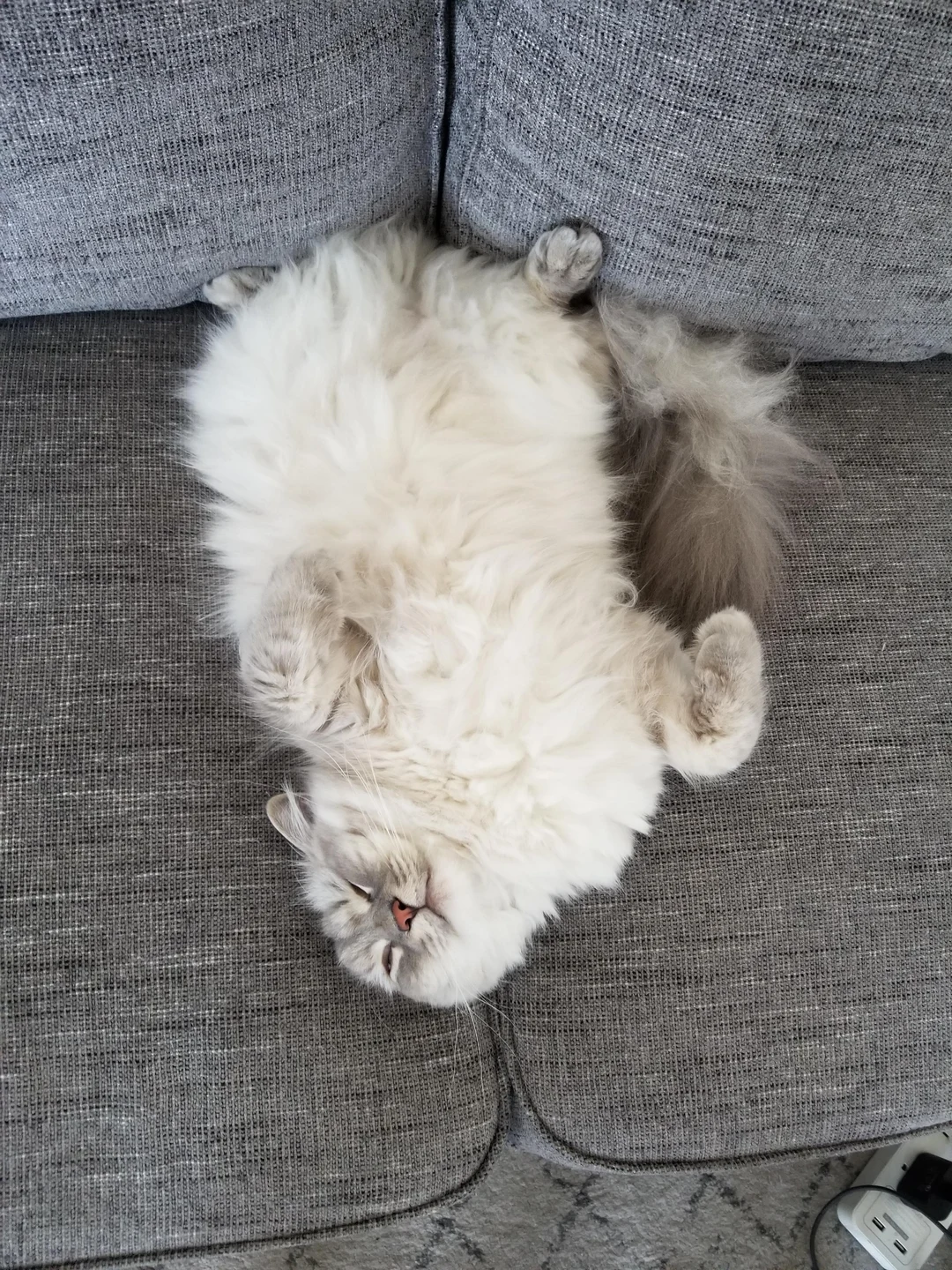 Discover more like Floof: Vanilla bug and Related Content | Scrolller