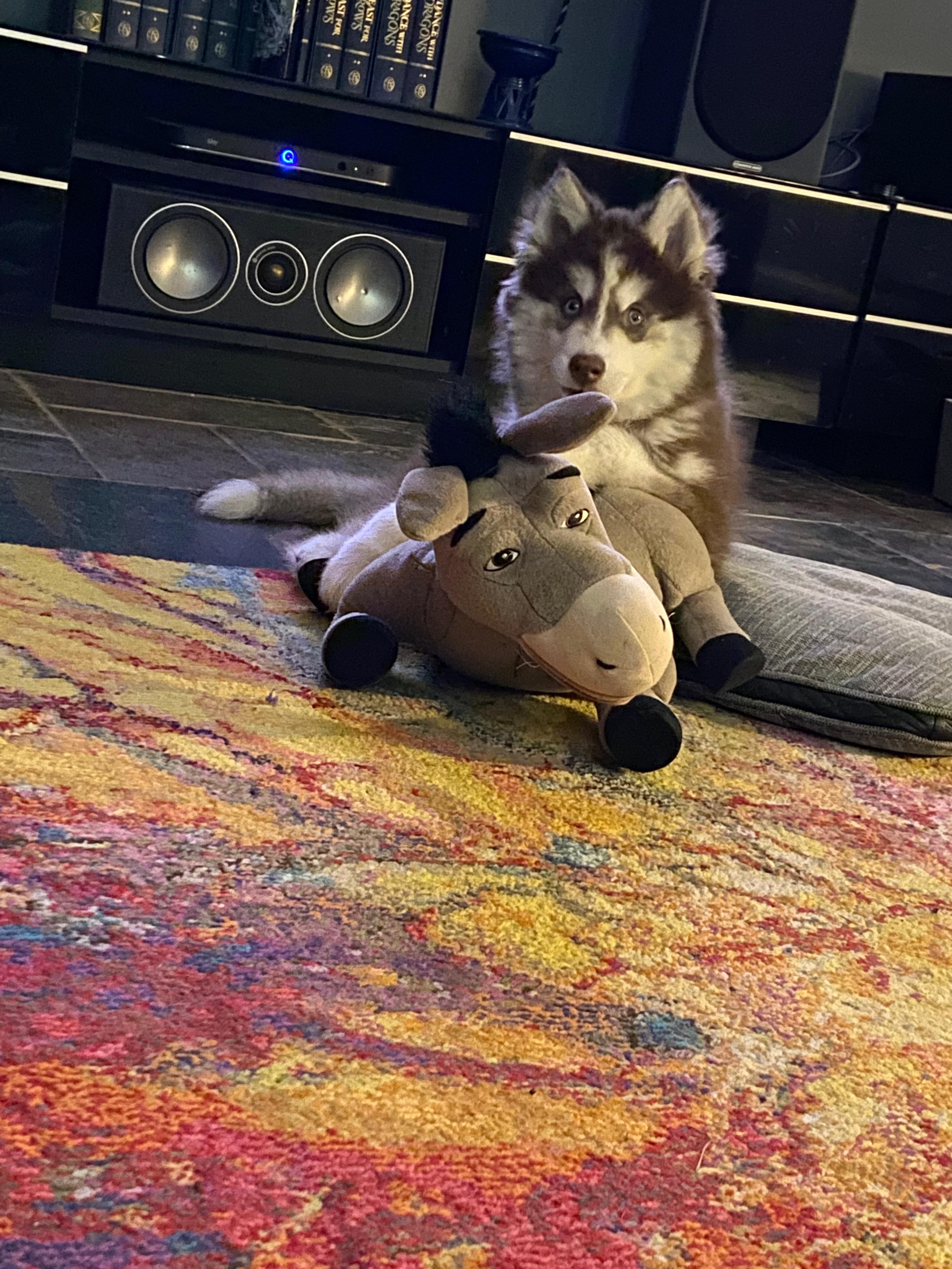 Fuck this donkey!! | Scrolller