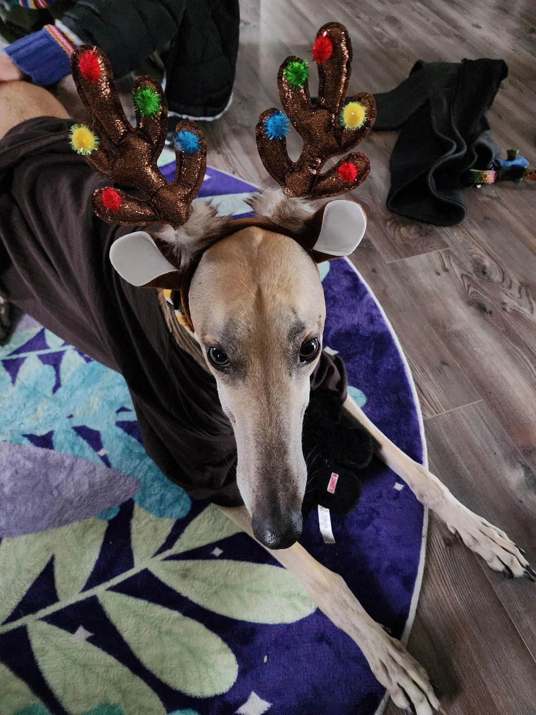 2+ noodle pack parents, were there any unexpected issues after adopting your second? | Scrolller