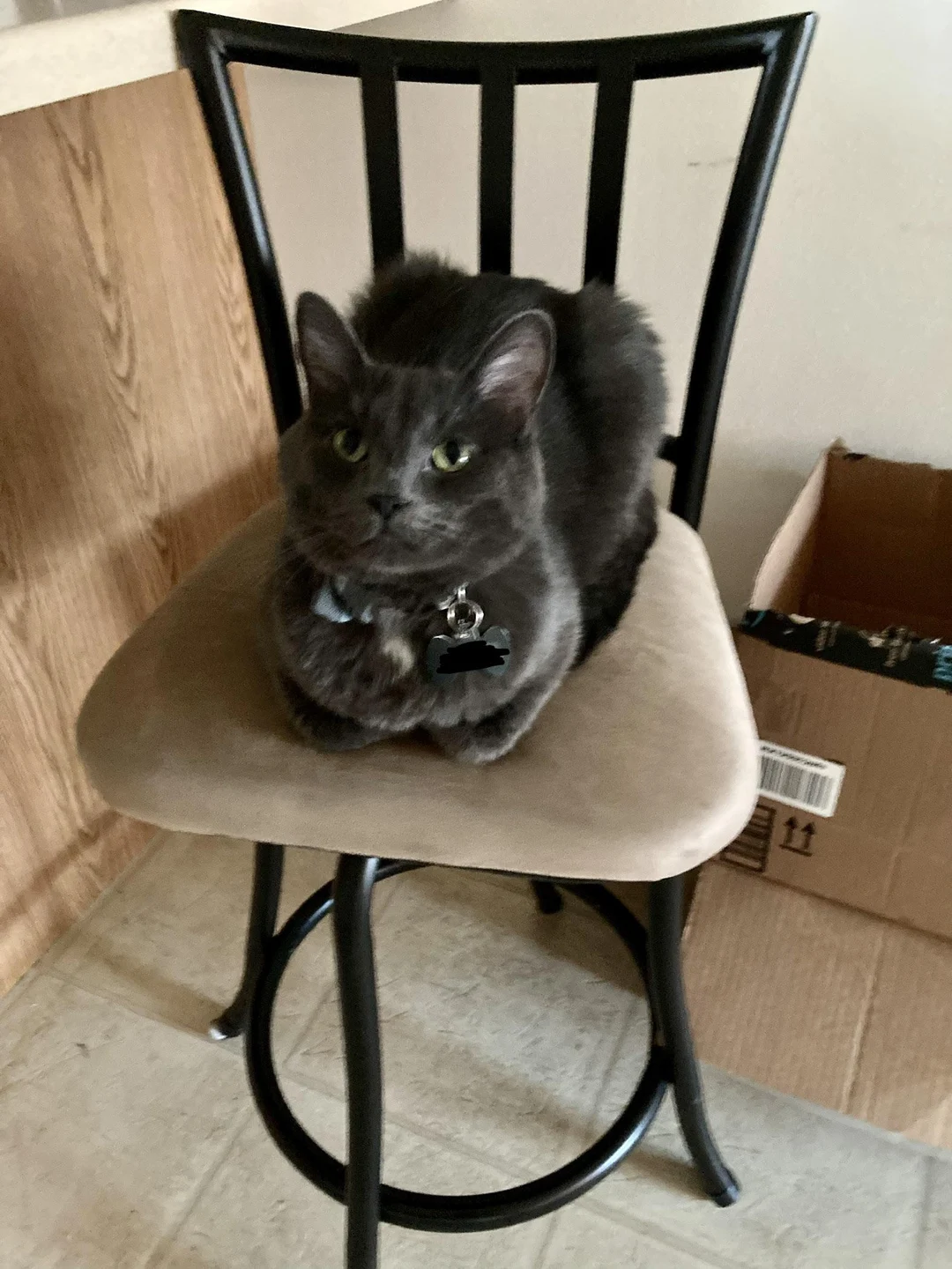 I was told I should share my very polite loaf, Elliot, with you guys | Scrolller