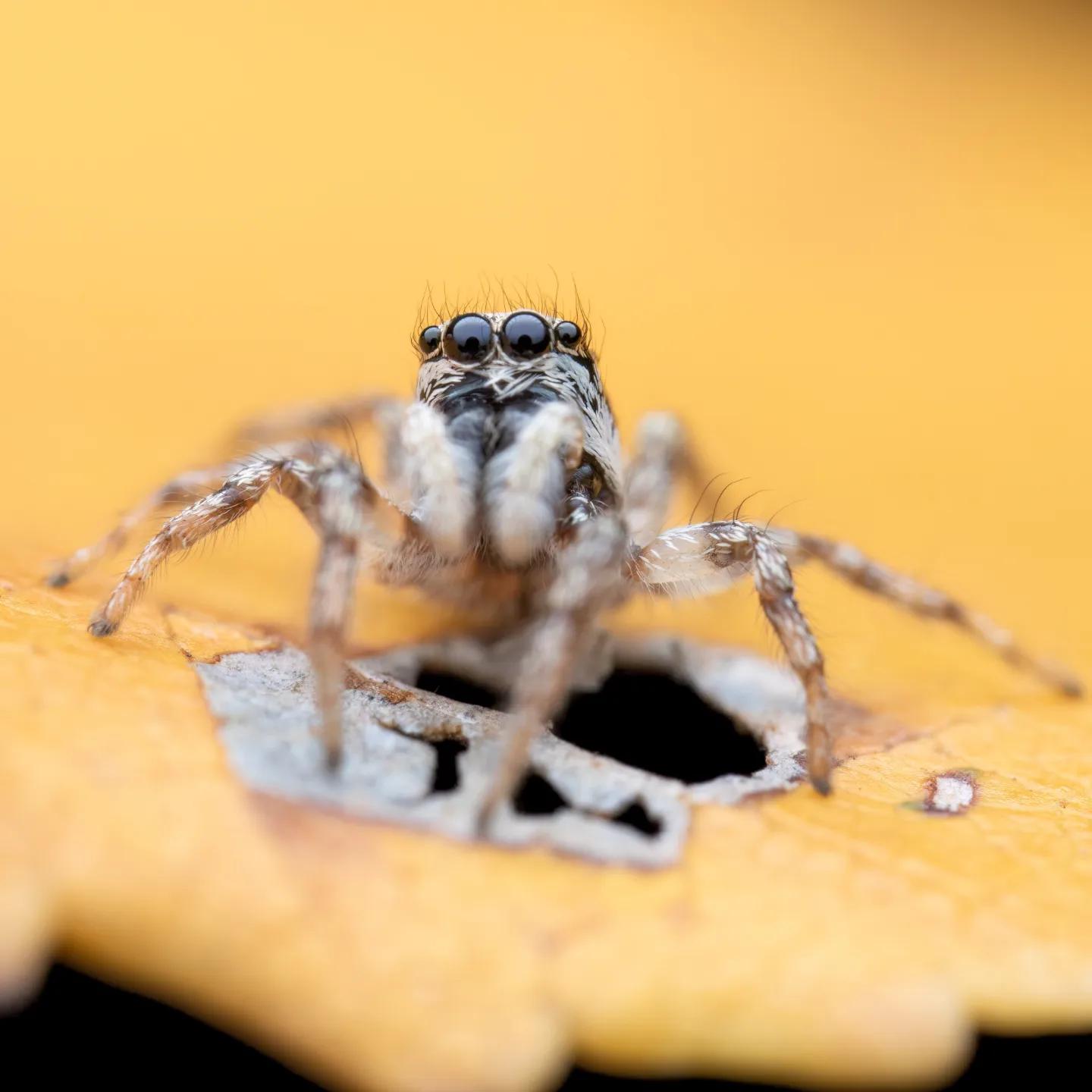 Zebra Jumping Spider | Scrolller