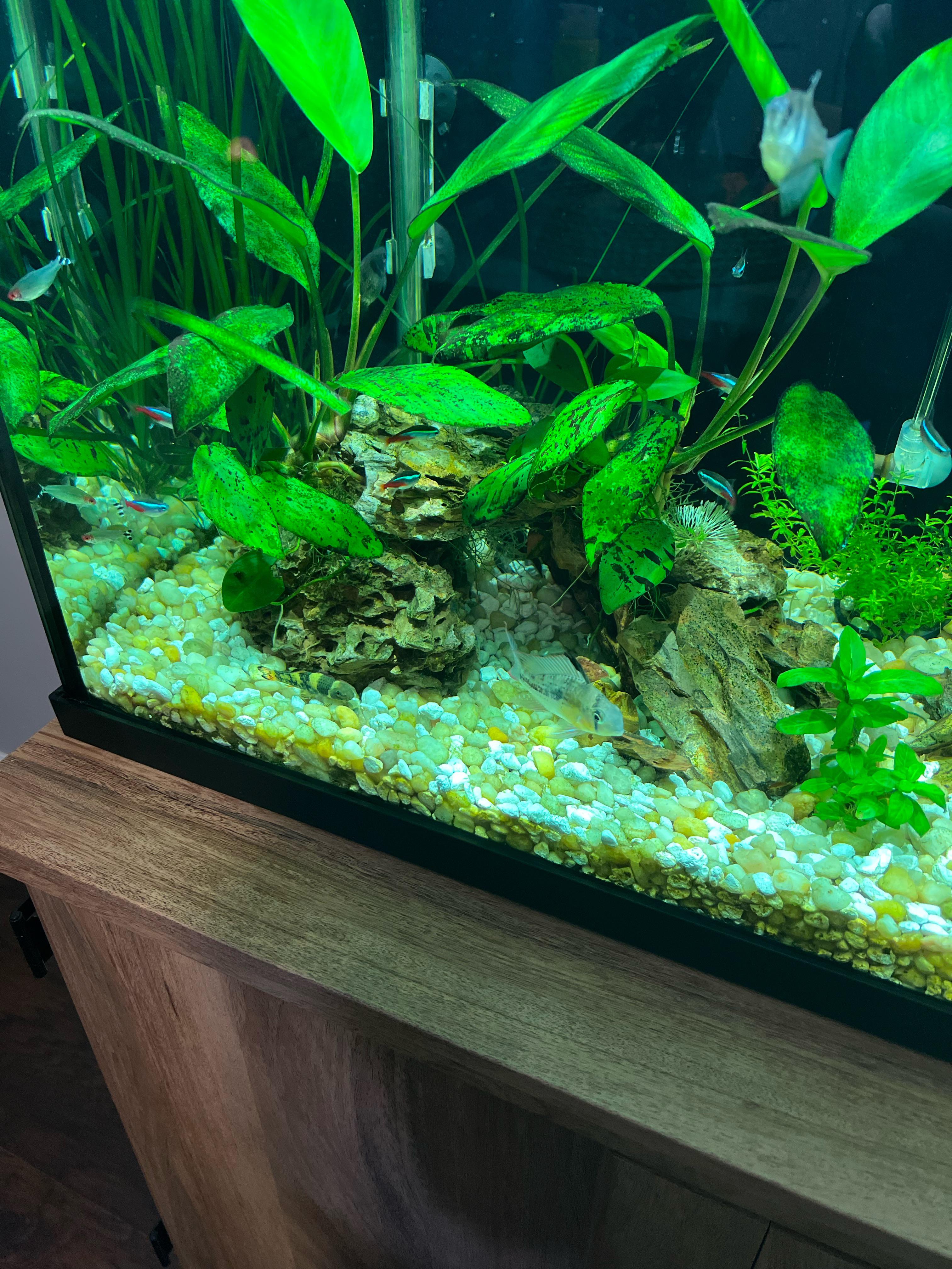 Algae ID | Scrolller