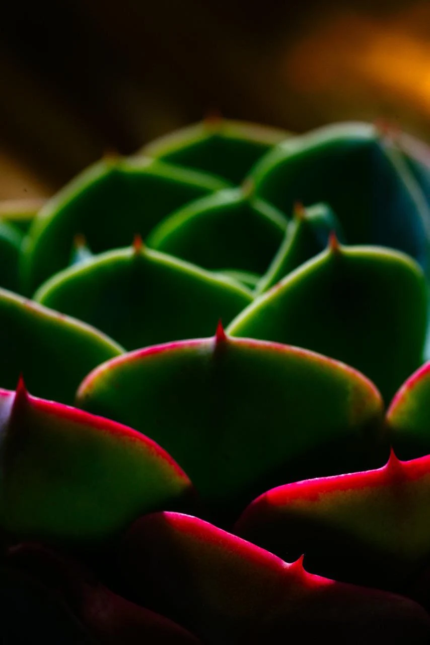 Succulent at sunset. A play on perspective | Scrolller
